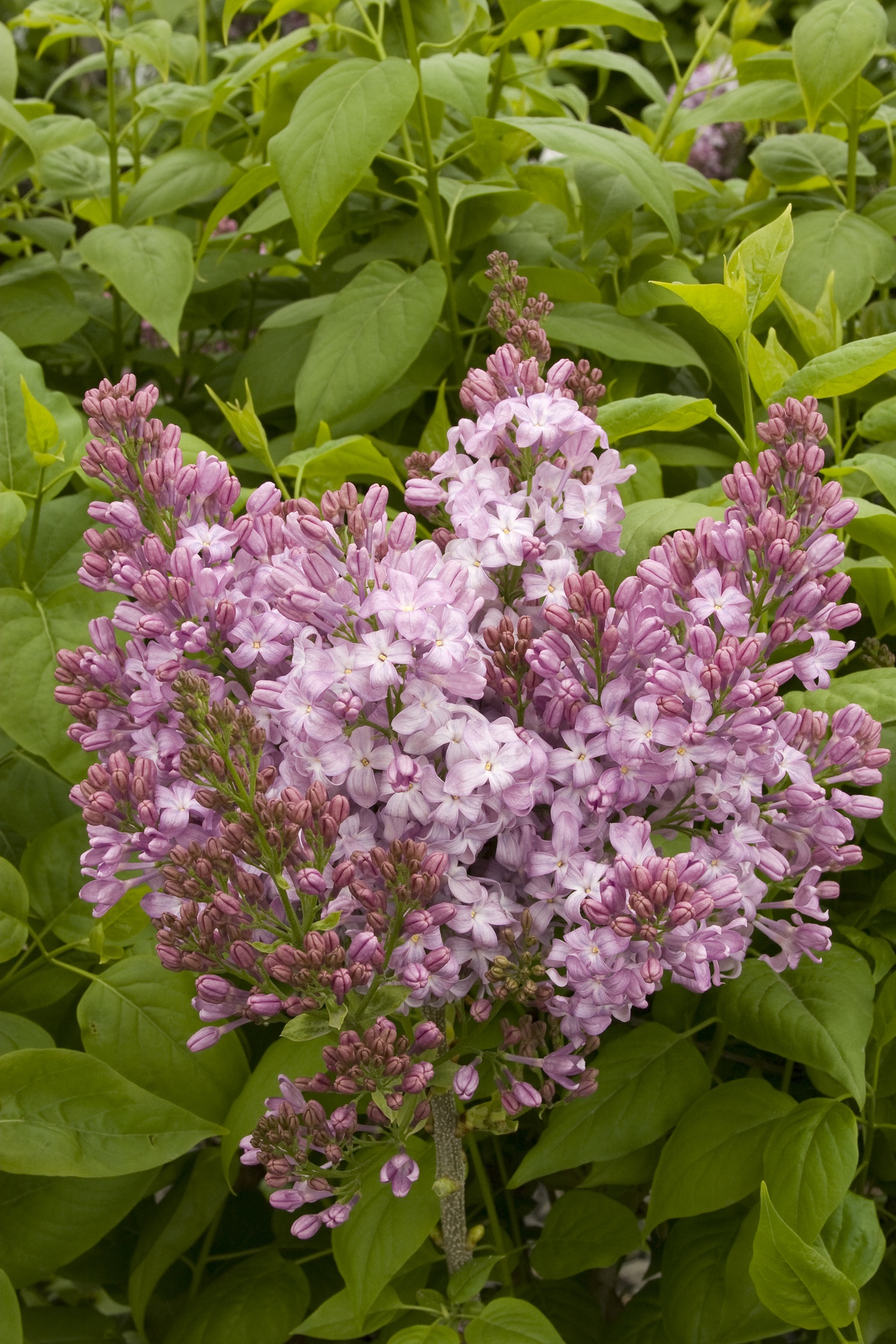 Lavender Lady Lilac, Syringa vulgaris 'Lavender Lady', Monrovia Plant