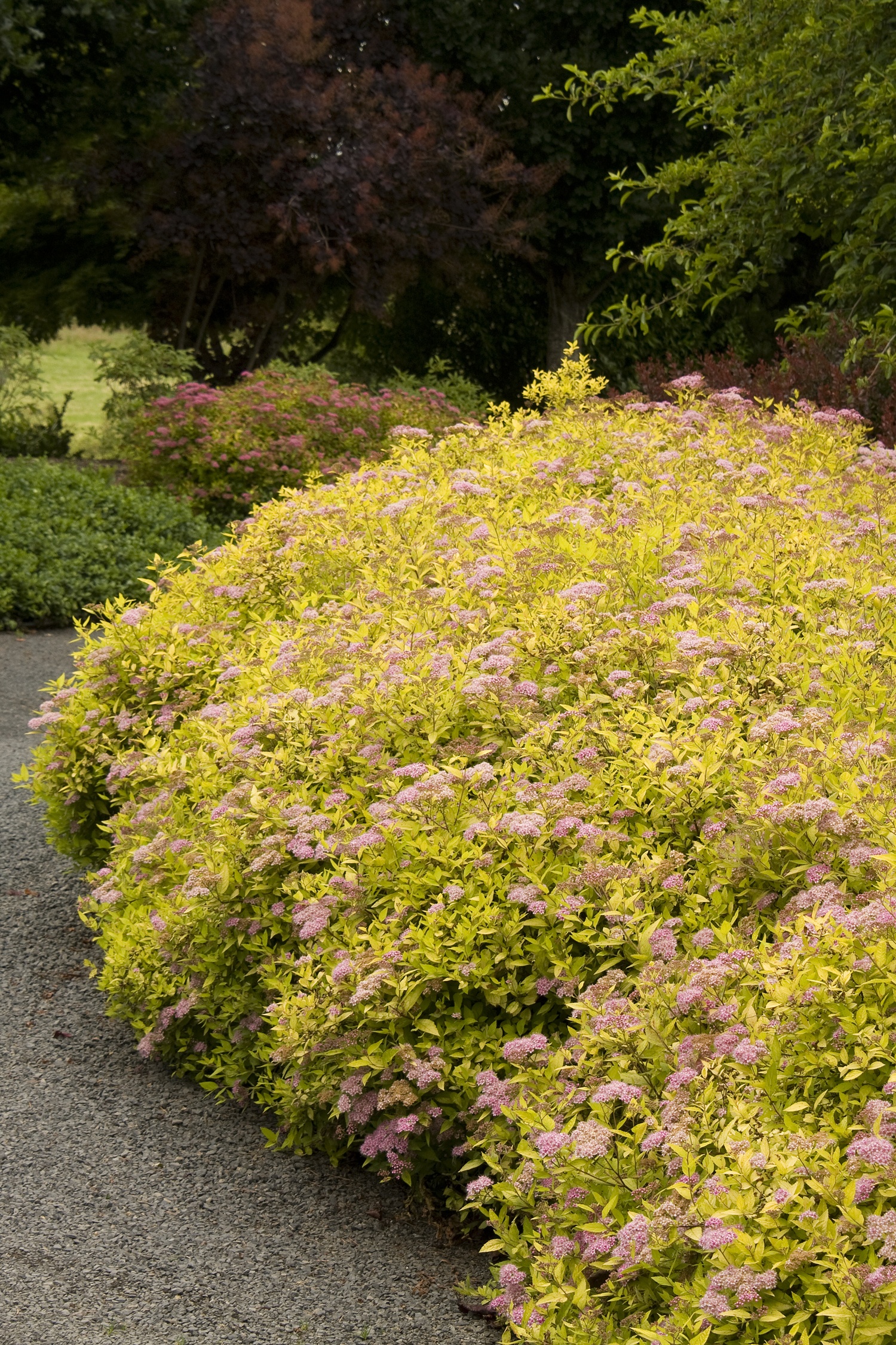Magic Carpet Spirea, Spiraea japonica 'Walbuma', Monrovia Plant