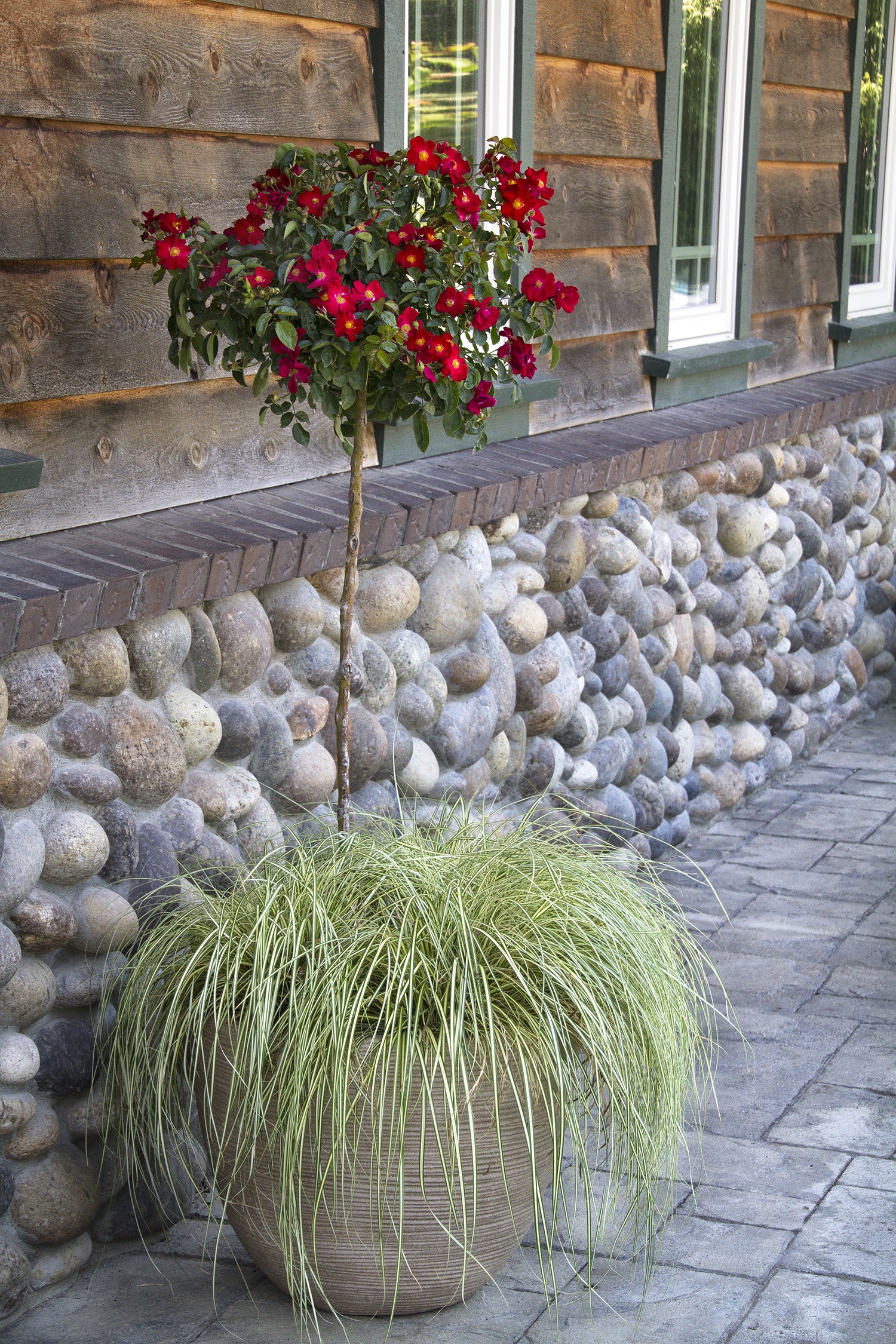 Flower Carpet® Red Rose, Rosa x 'Noare', Monrovia Plant