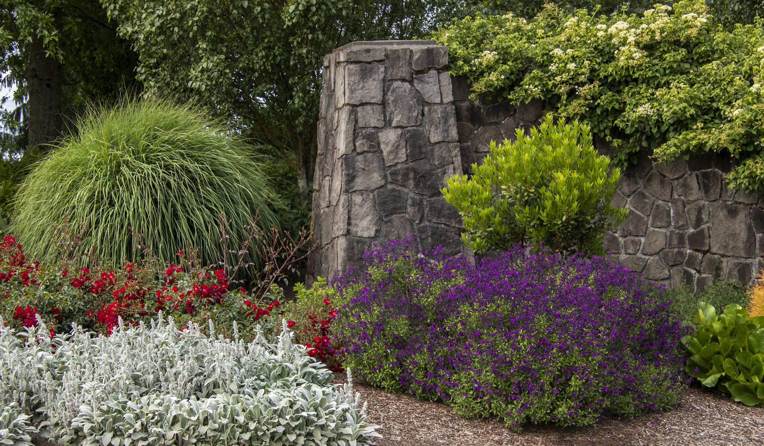 Flower Carpet® Red Rose, Rosa x 'Noare', Monrovia Plant