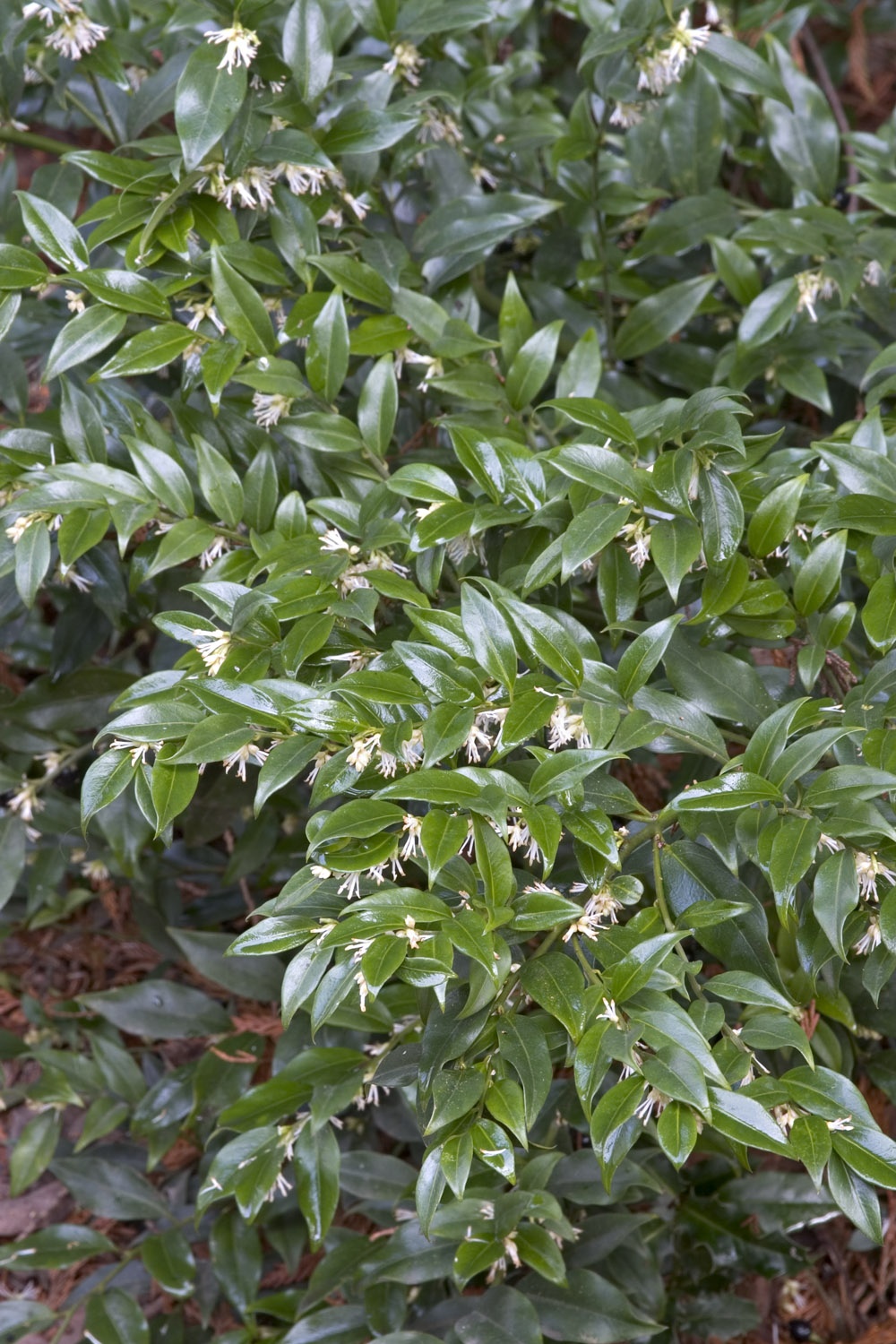 Fragrant Sweet Box, Sarcococca ruscifolia, Monrovia Plant