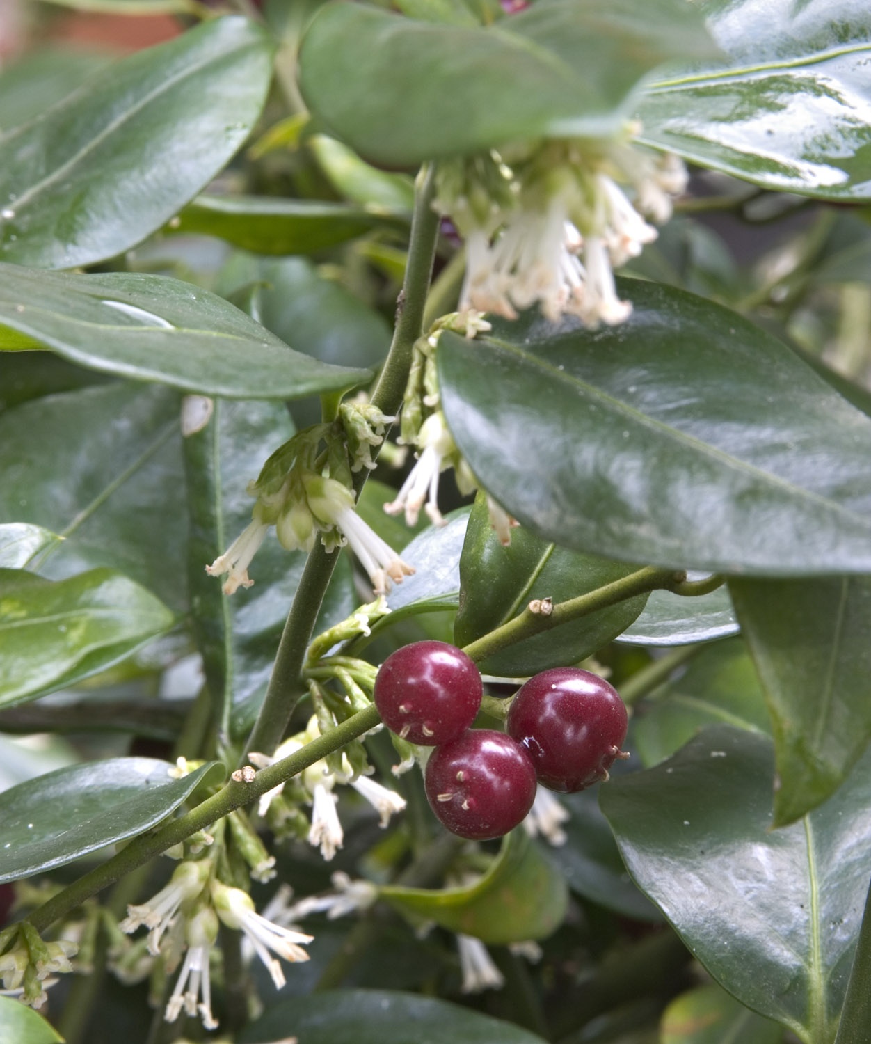 Fragrant Sweet Box, Sarcococca ruscifolia, Monrovia Plant