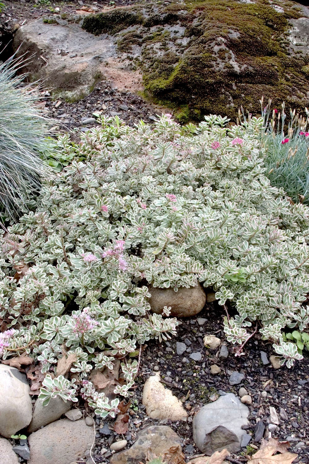 Variegated Stonecrop, Sedum spurium 'Tricolor', Monrovia Plant