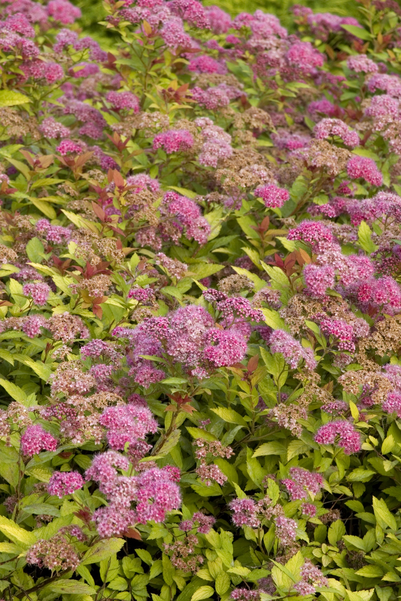 Magic Carpet Spirea, Spiraea japonica 'Walbuma', Monrovia Plant
