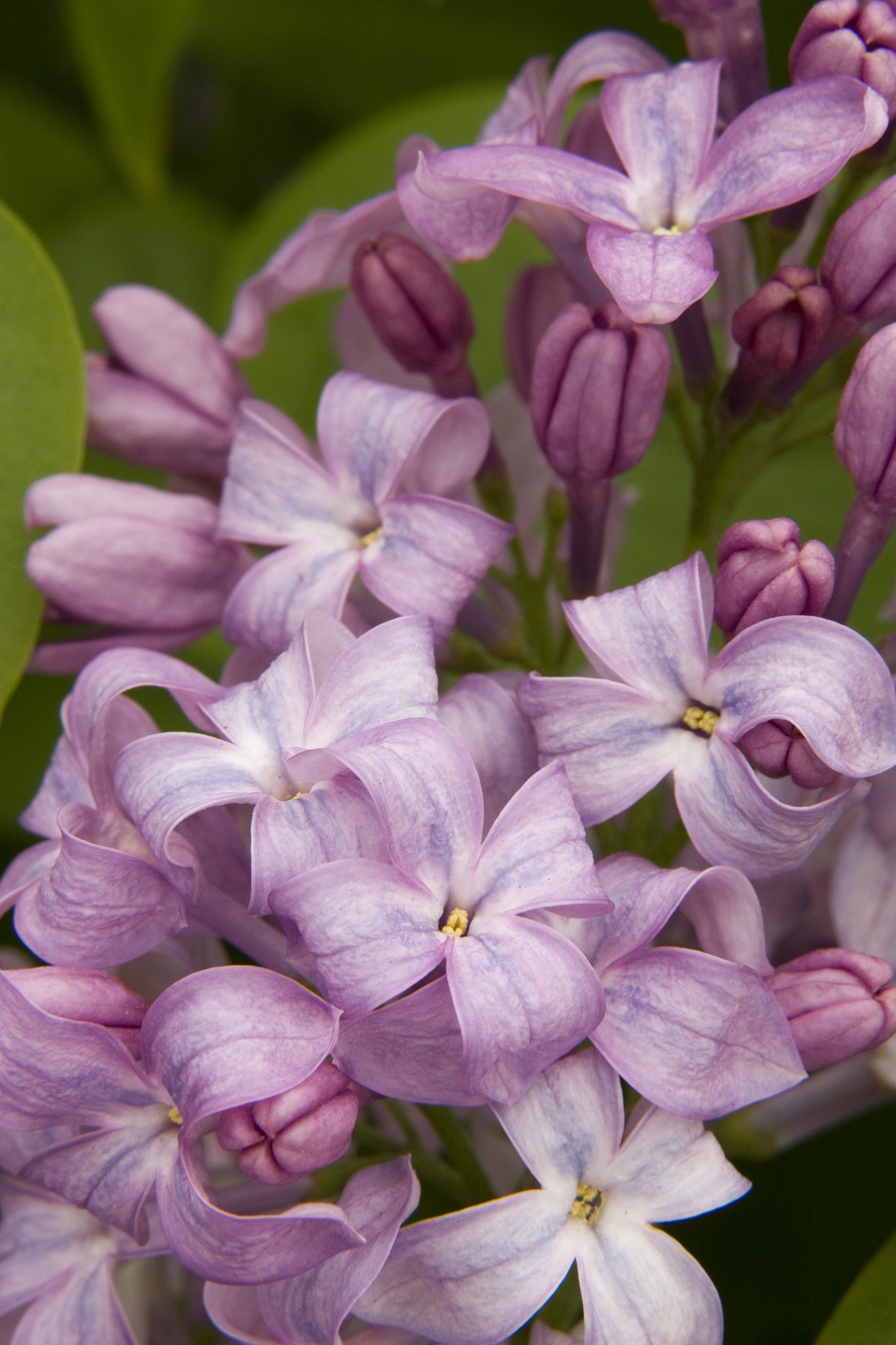 Lavender Lady Lilac, Syringa vulgaris 'Lavender Lady', Monrovia Plant