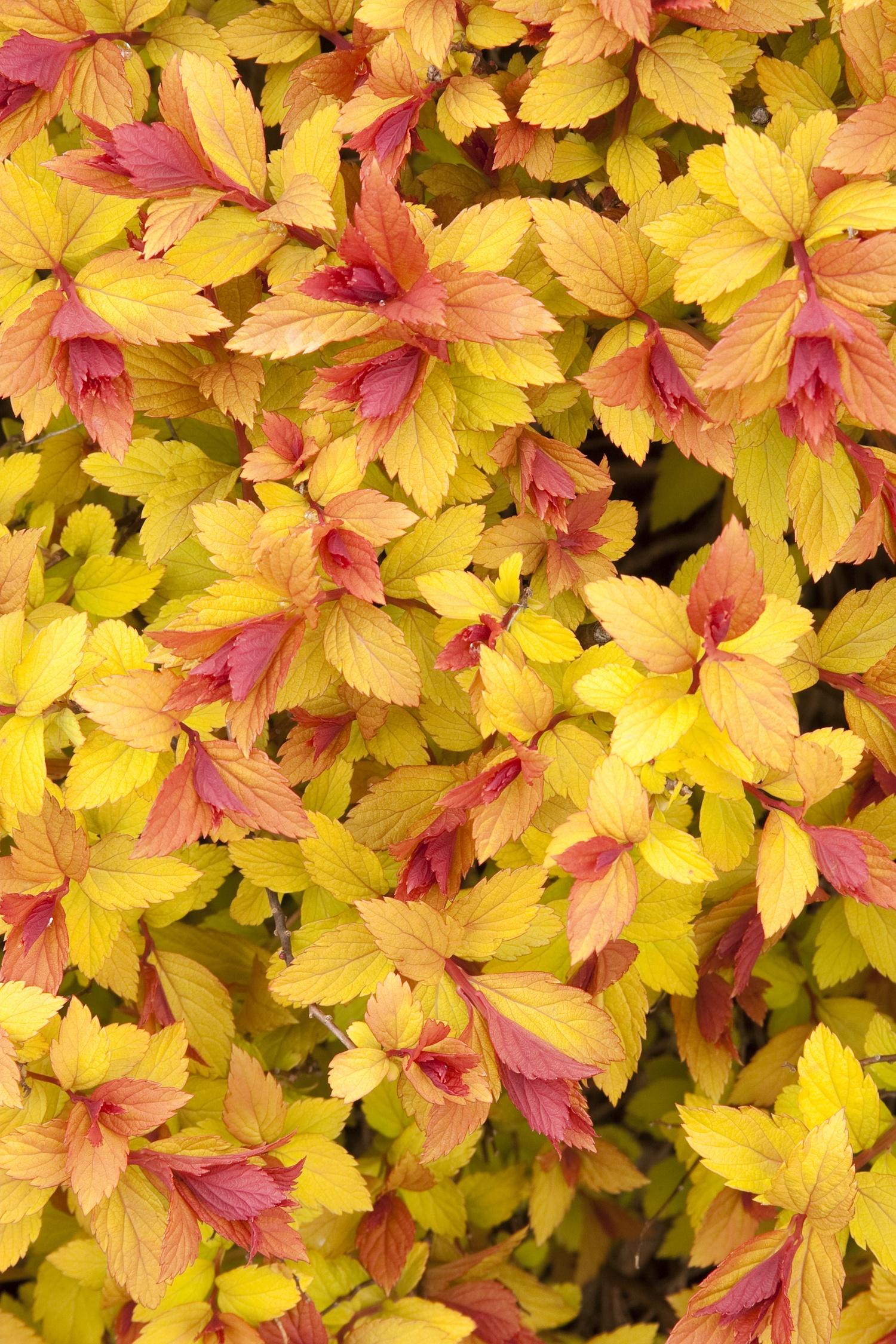 Magic Carpet Spirea, Spiraea japonica 'Walbuma', Monrovia Plant