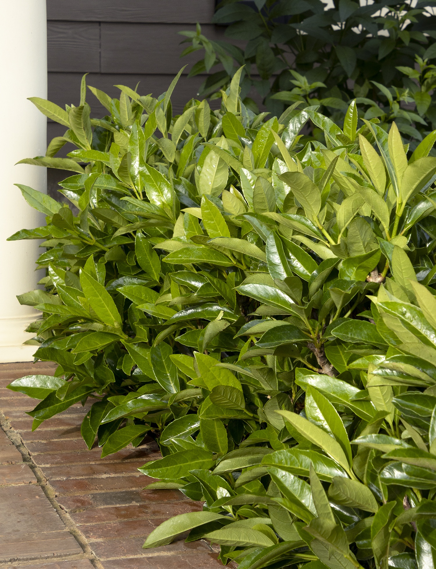 Chindo Sweet Viburnum, Viburnum awabuki 'Chindo', Monrovia Plant