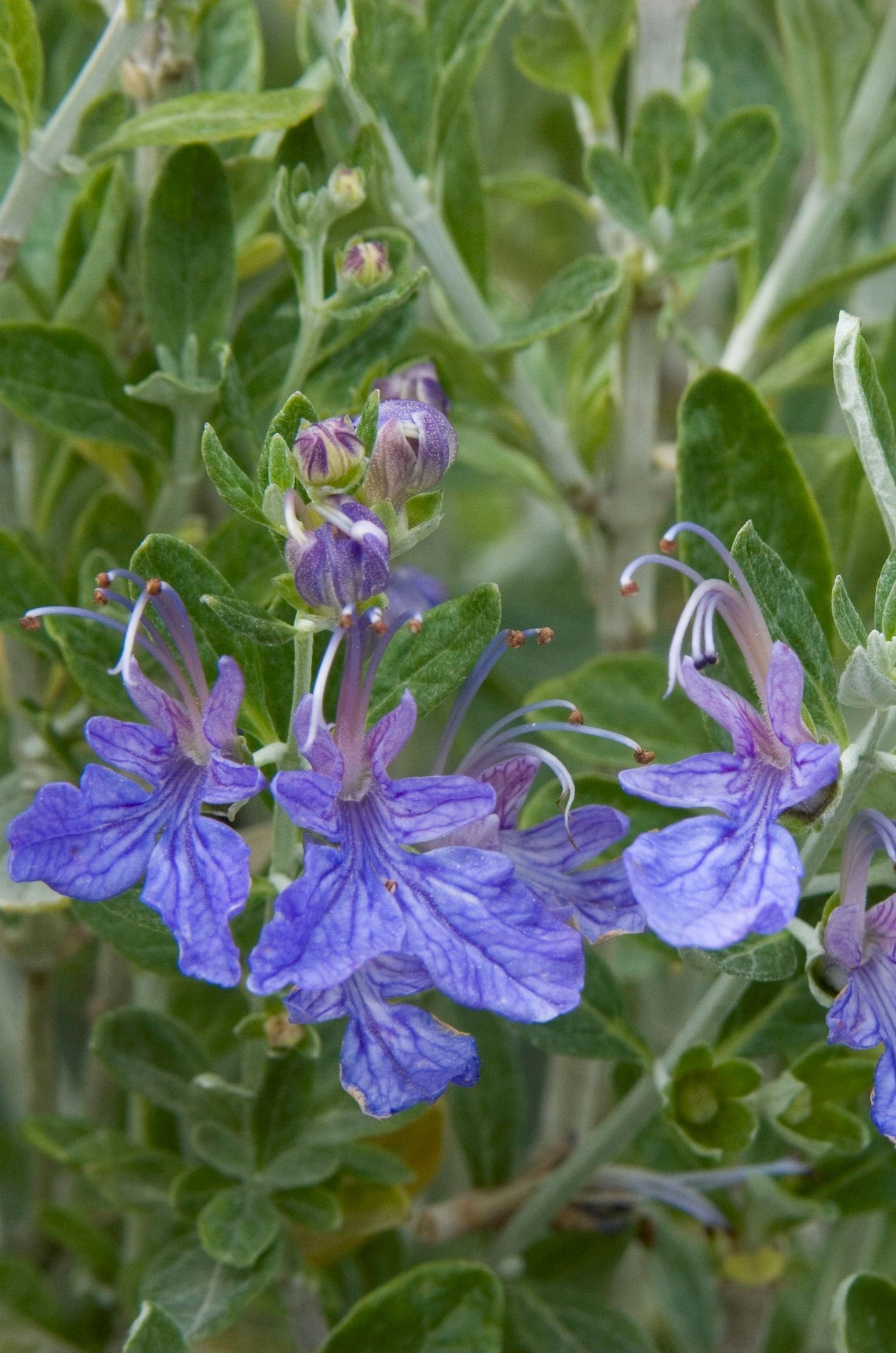 Azure Bush Germander, Teucrium fruticans 'Azureum', Monrovia Plant