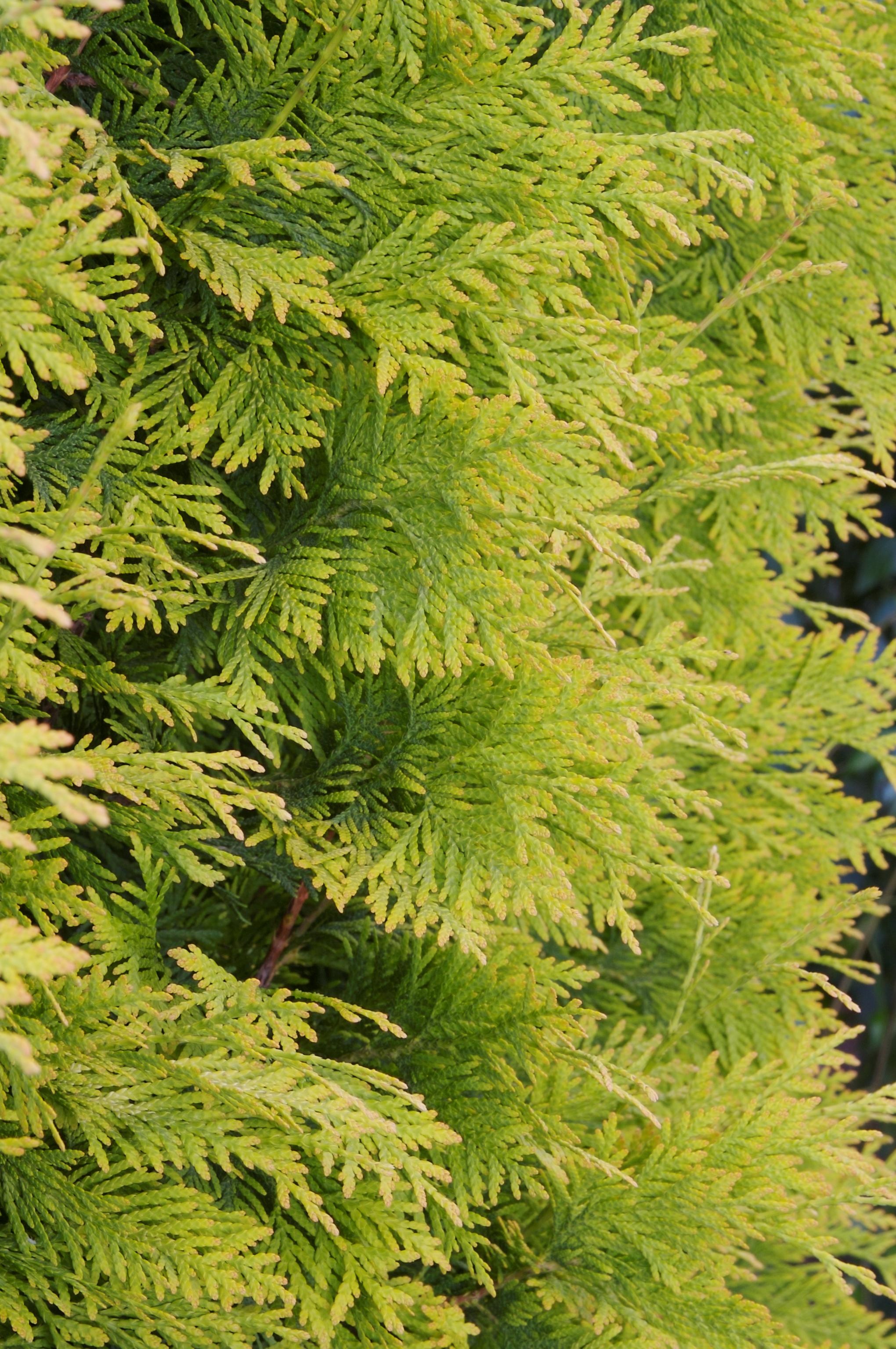 Yellow Ribbon Arborvitae, Thuja occidentalis 'Yellow Ribbon'