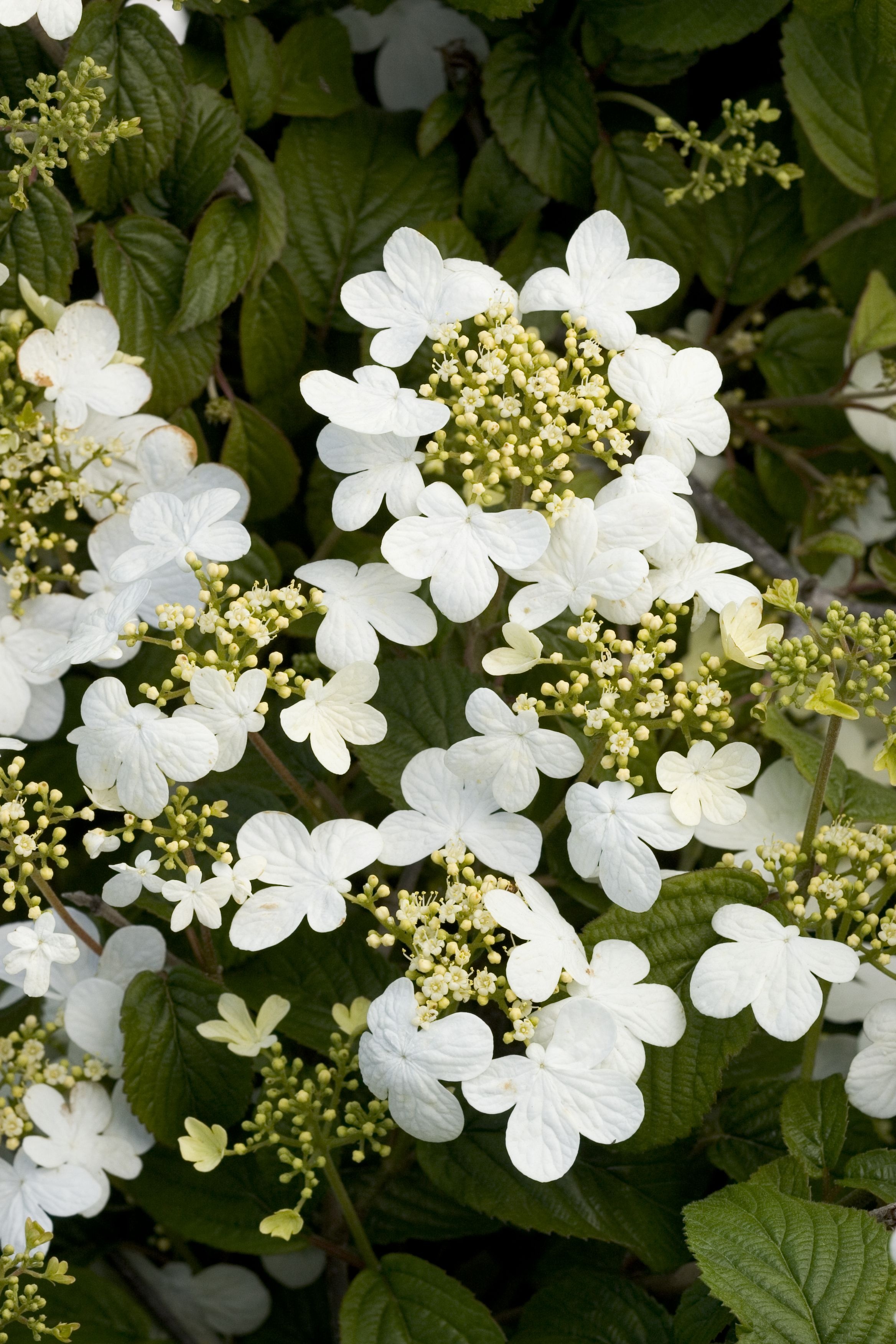 Summer Snowflake Viburnum, Viburnum plicatum tomentosum 'Summer Snowflake'