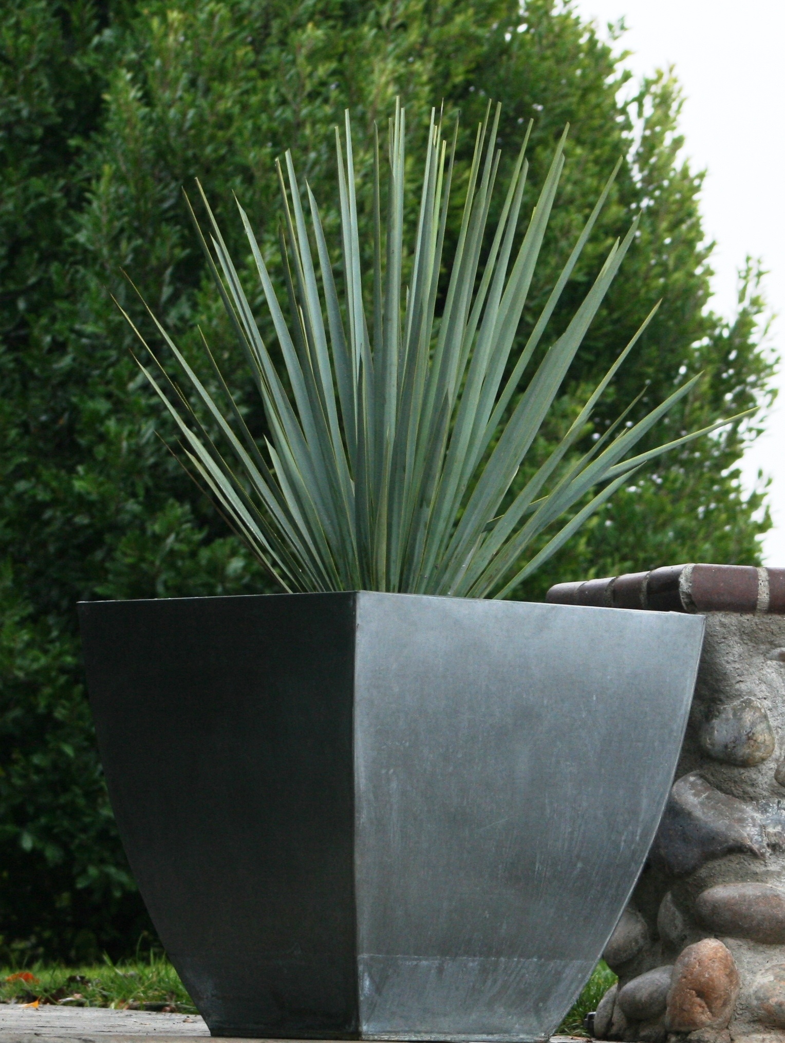 Blue Yucca, Yucca rigida, Monrovia Plant