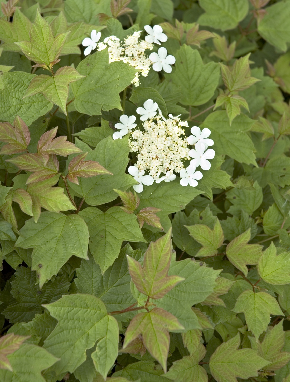 Dwarf Cranberry Bush, Viburnum opulus 'Nanum', Monrovia Plant