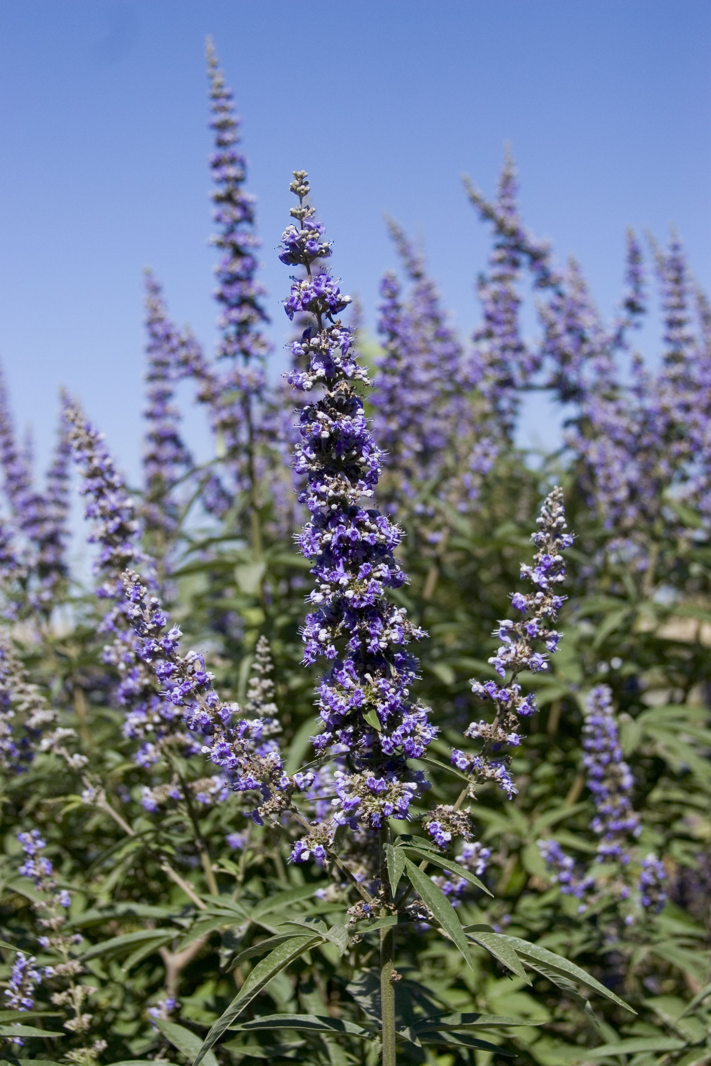 Chaste Tree, Vitex agnus-castus, Monrovia Plant