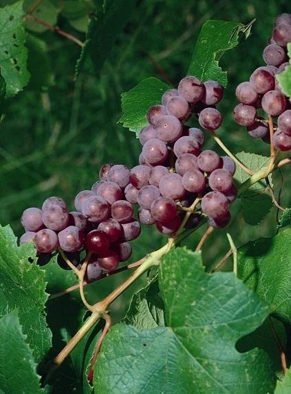 Catawba Grape, Vitis labrusca 'Catawba', Monrovia Plant