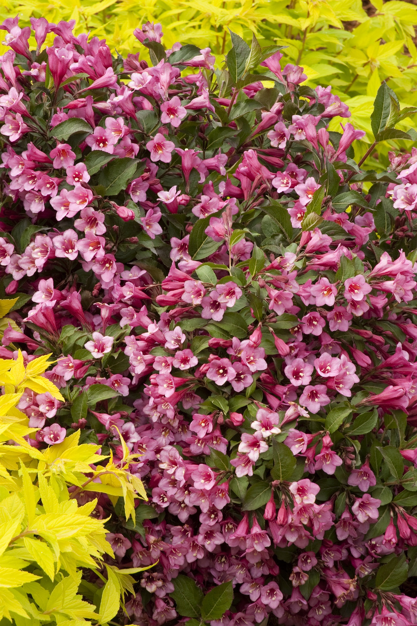 Minuet Weigela, Weigela florida 'Minuet', Monrovia Plant
