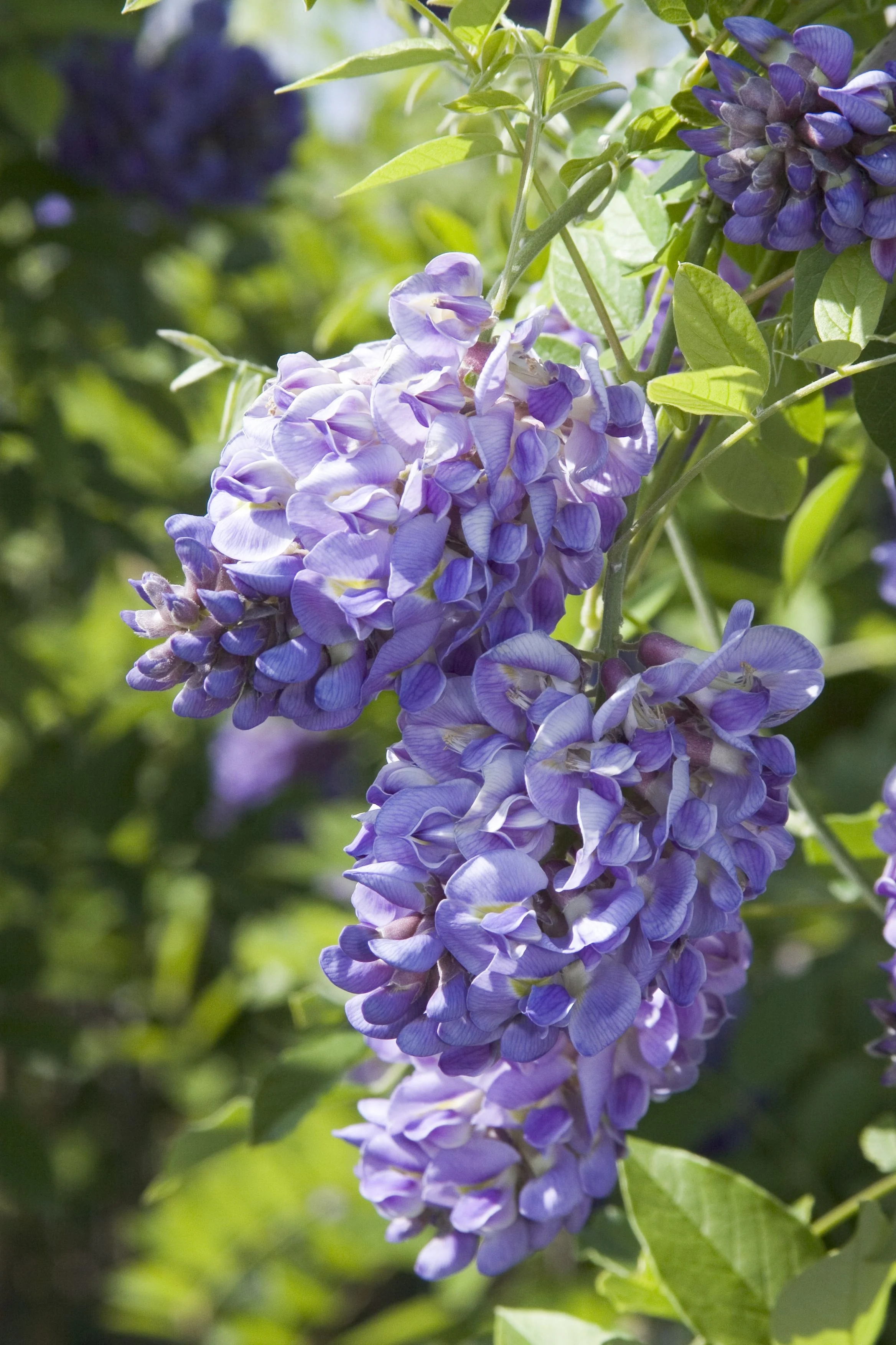Amethyst Falls American Wisteria, Wisteria frutescens 'Amethyst Falls'
