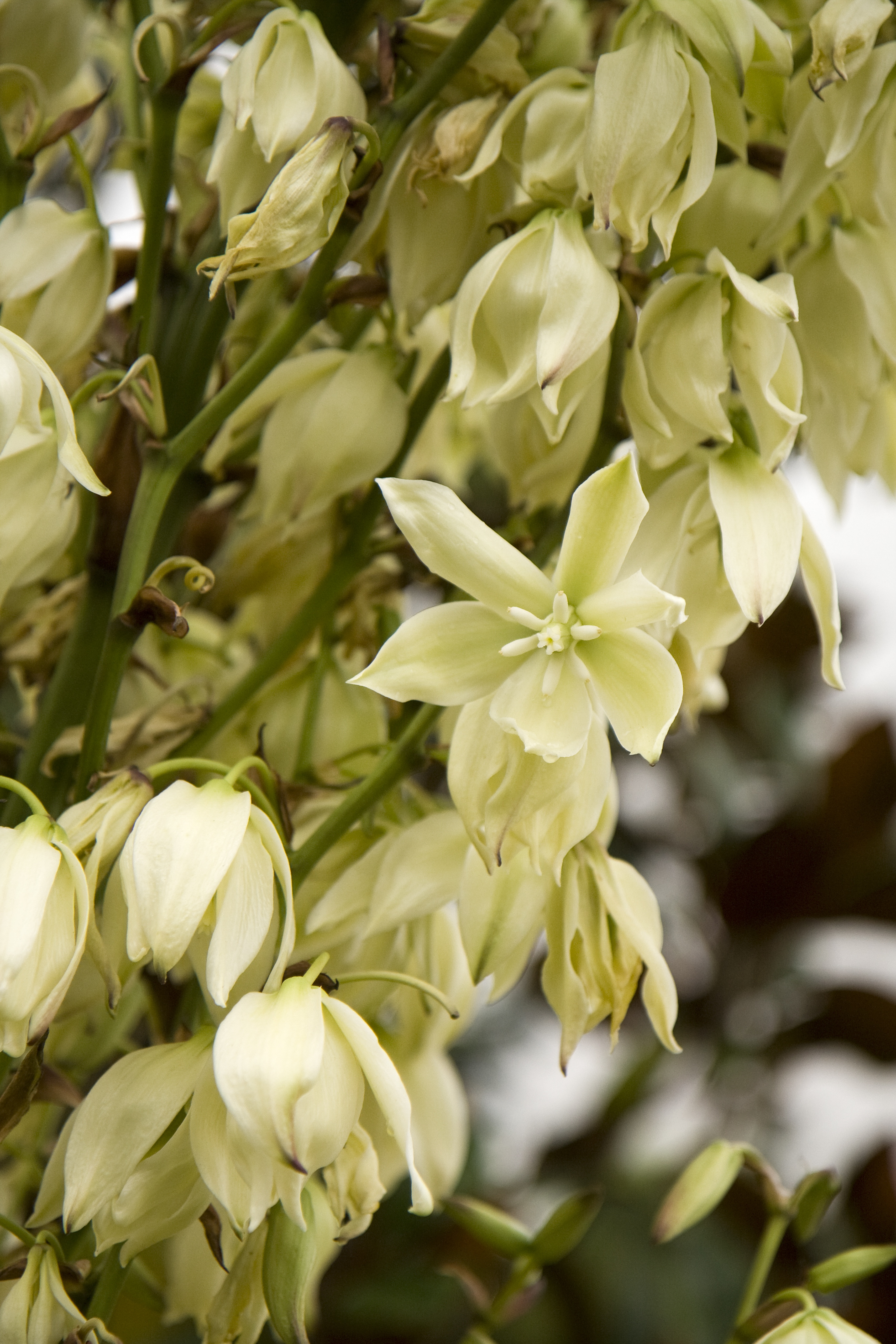 Soft Leaf Yucca, Yucca recurvifolia, Monrovia Plant