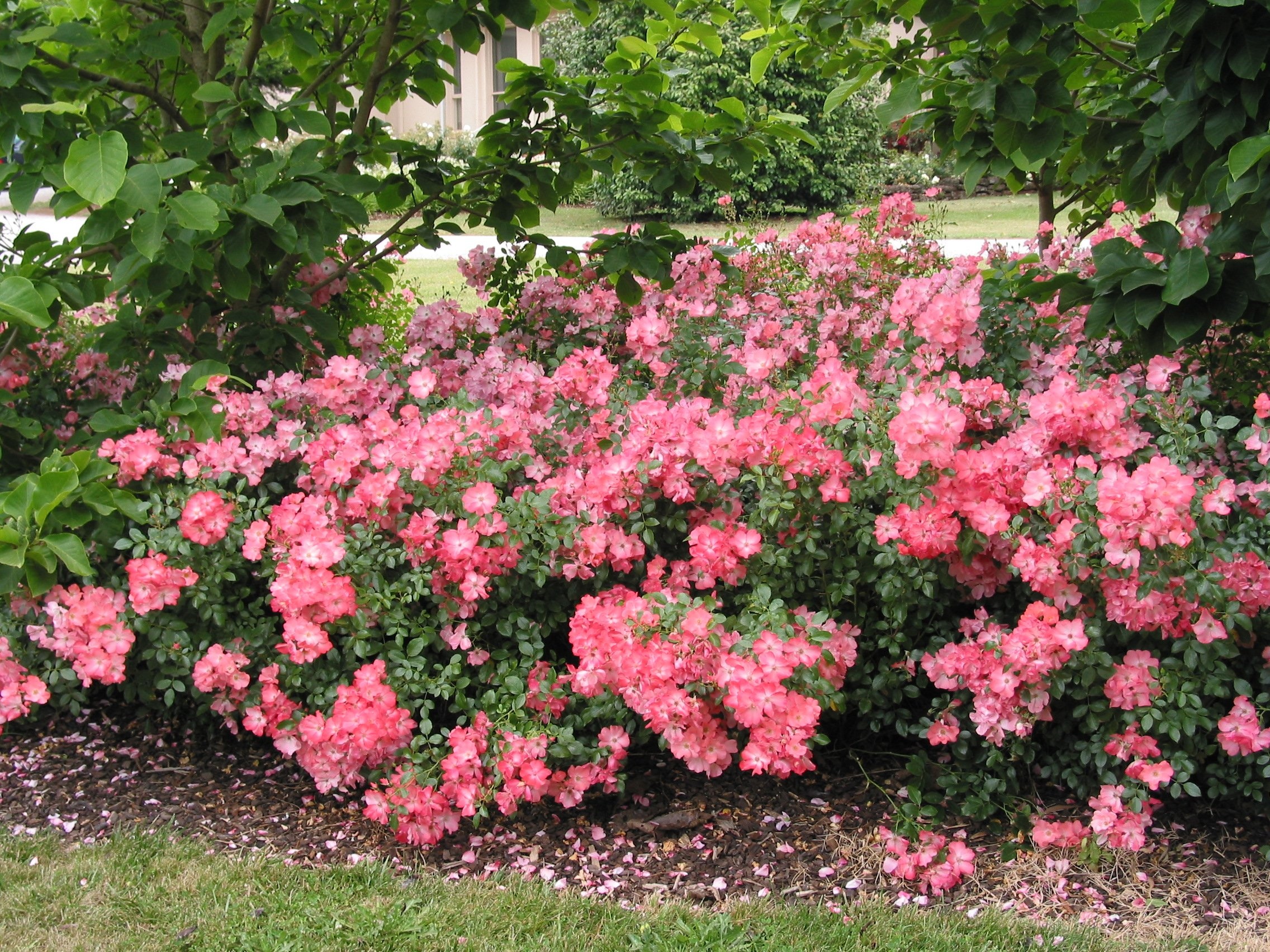 Flower Carpet® Coral Rose, Rosa x 'Noala', Monrovia Plant