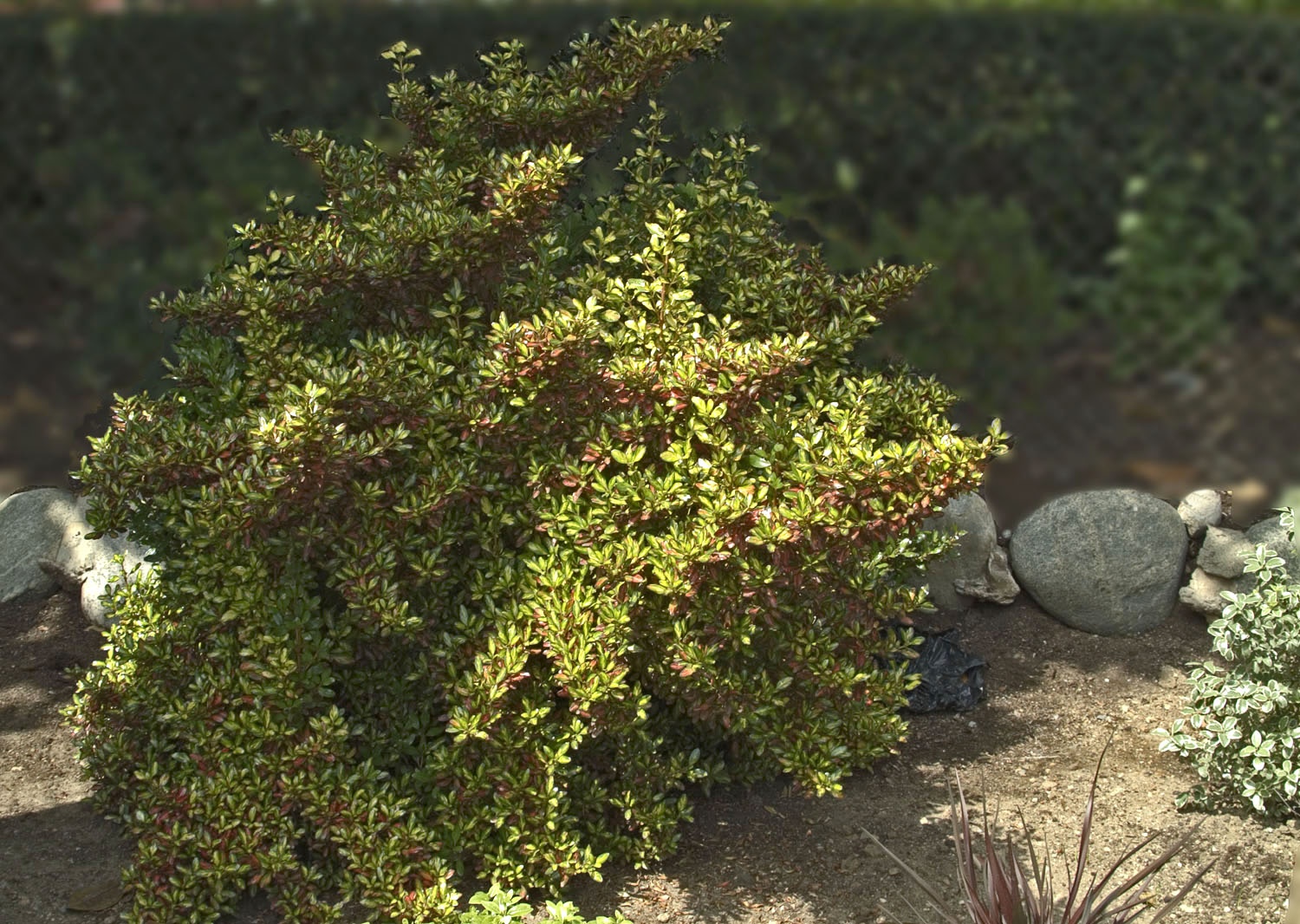Evening Glow Mirror Plant, Coprosma 'Evening Glow', Monrovia Plant