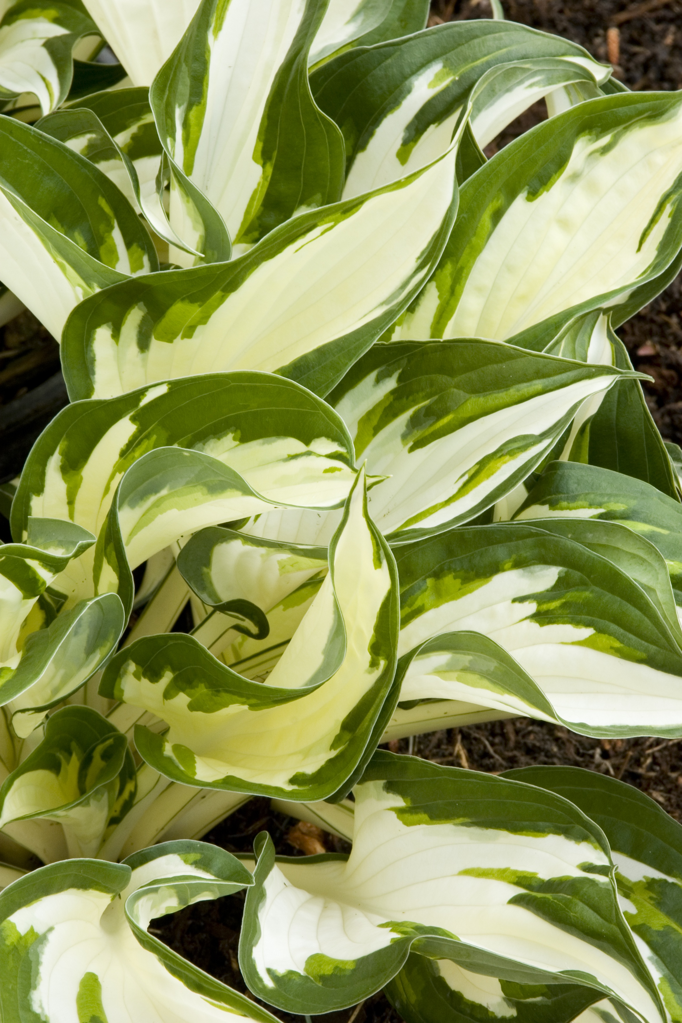 Fire And Ice Hosta, Hosta x 'Fire and Ice', Monrovia Plant