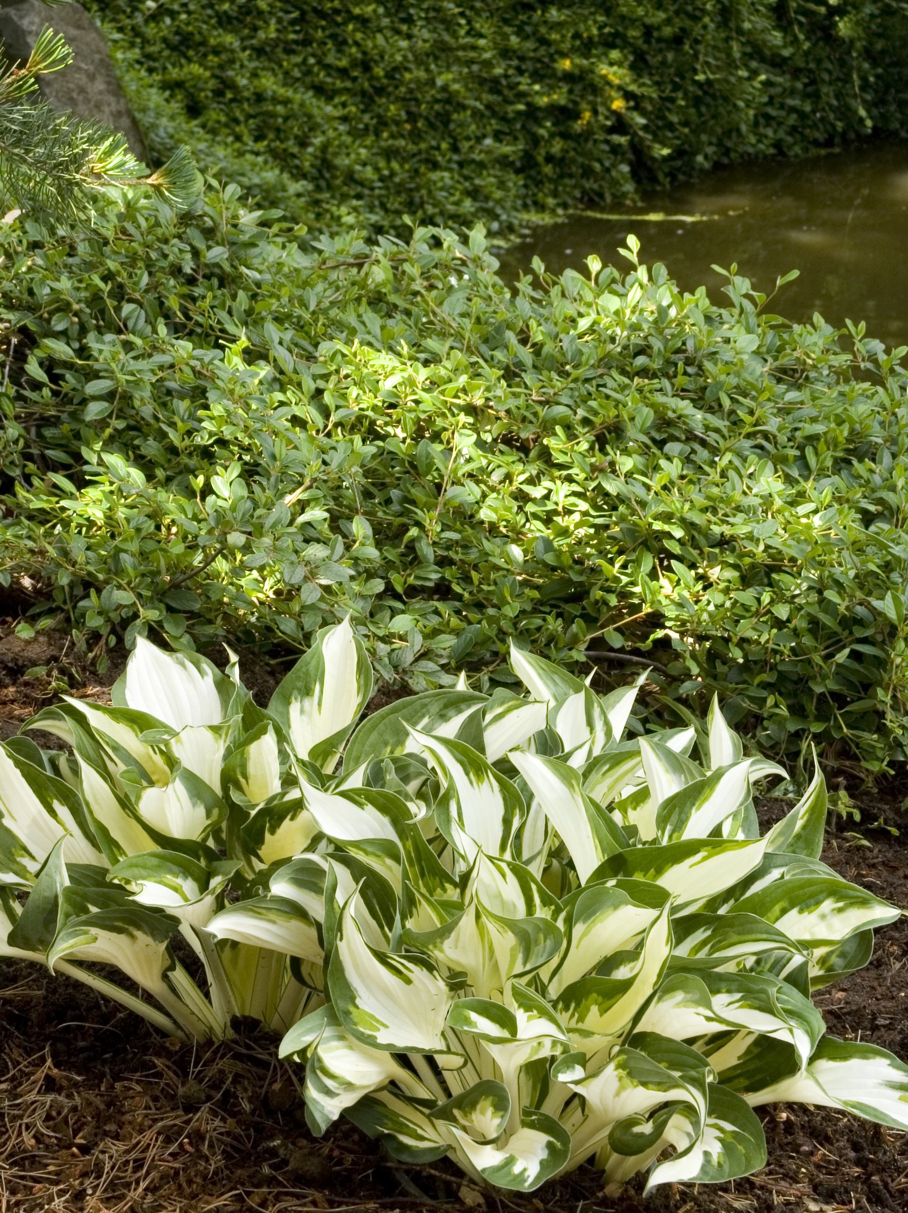 Fire And Ice Hosta, Hosta x 'Fire and Ice', Monrovia Plant