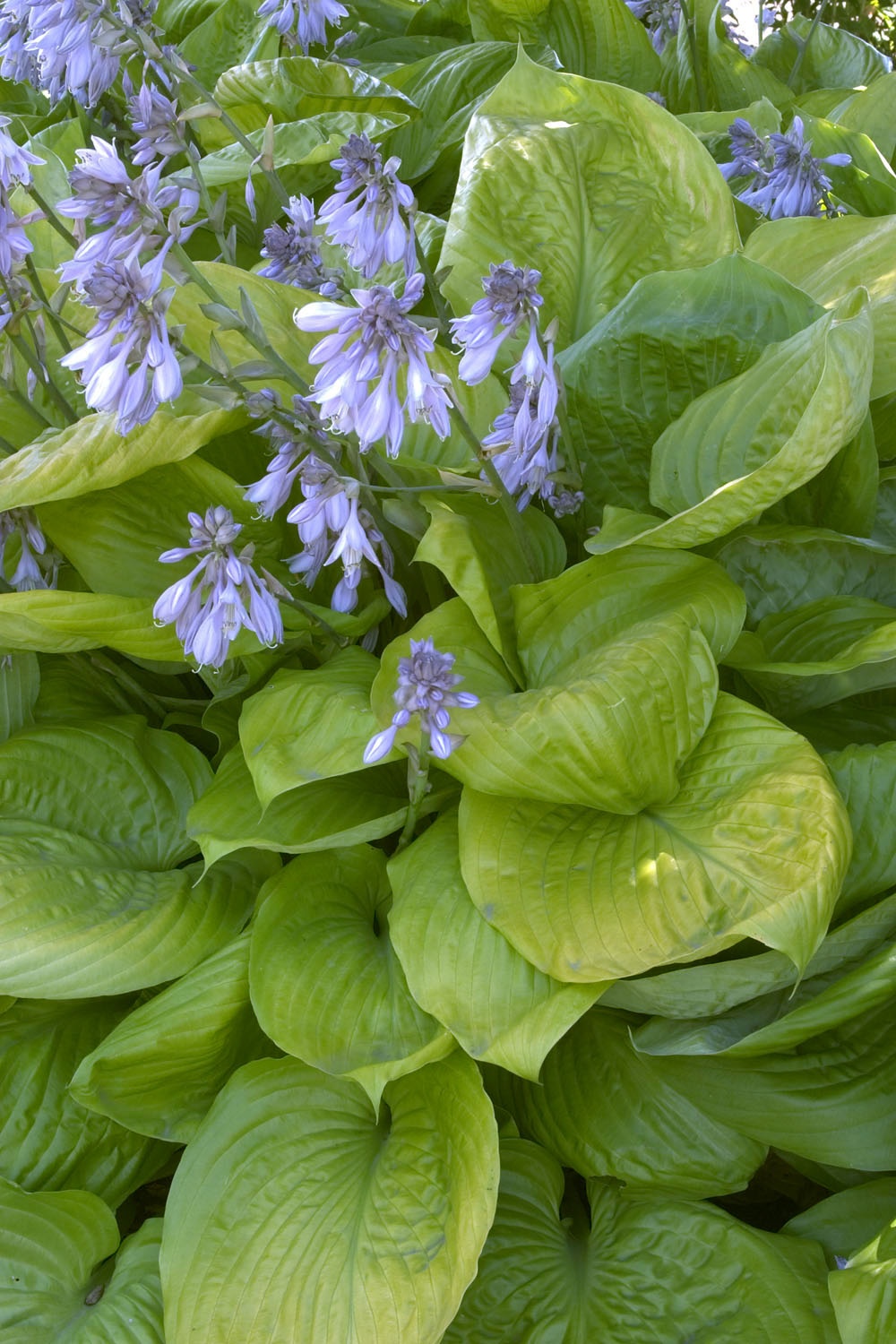 Sum And Substance Hosta, Hosta x 'Sum and Substance', Monrovia Plant