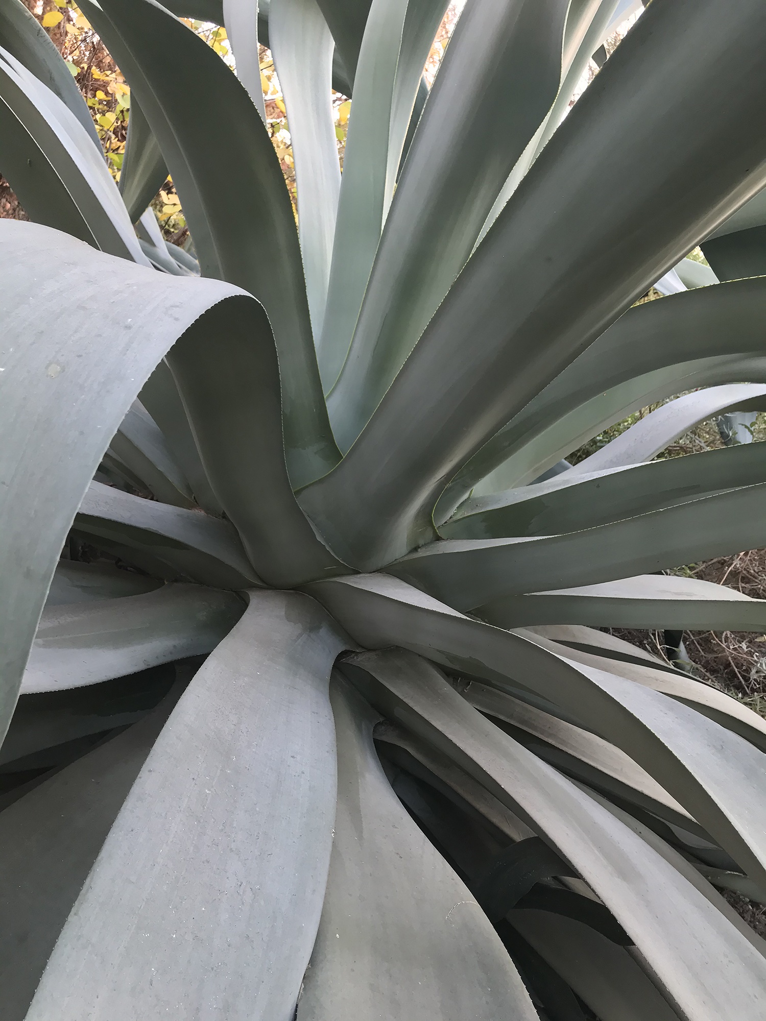 Weber's Agave, Agave weberi, Monrovia Plant