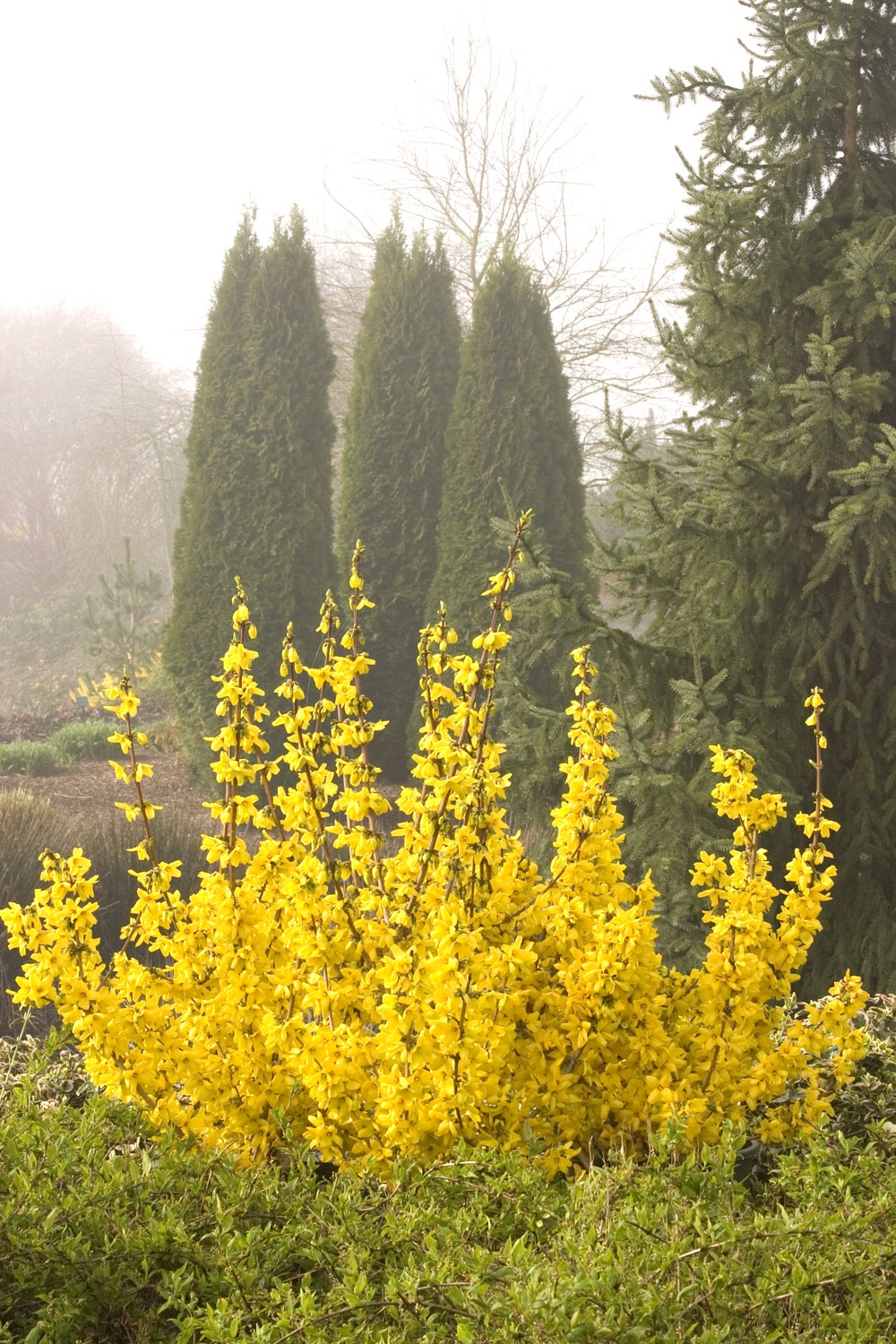Magical® Gold Forsythia, Forsythia x intermedia 'Kolgold', Monrovia Plant