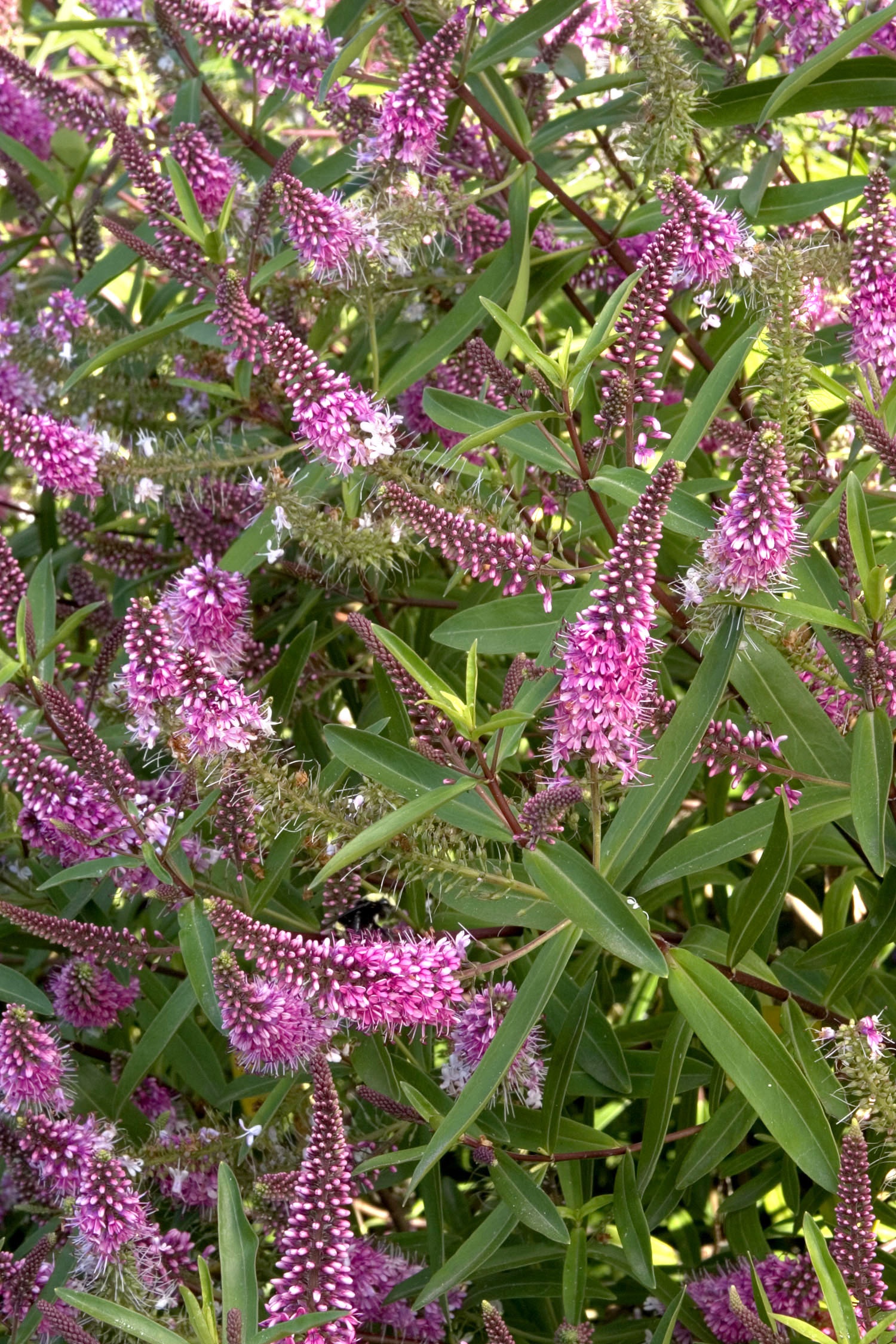 Wiri Blush Hebe, Hebe hybrid 'Wiri Blush', Monrovia Plant