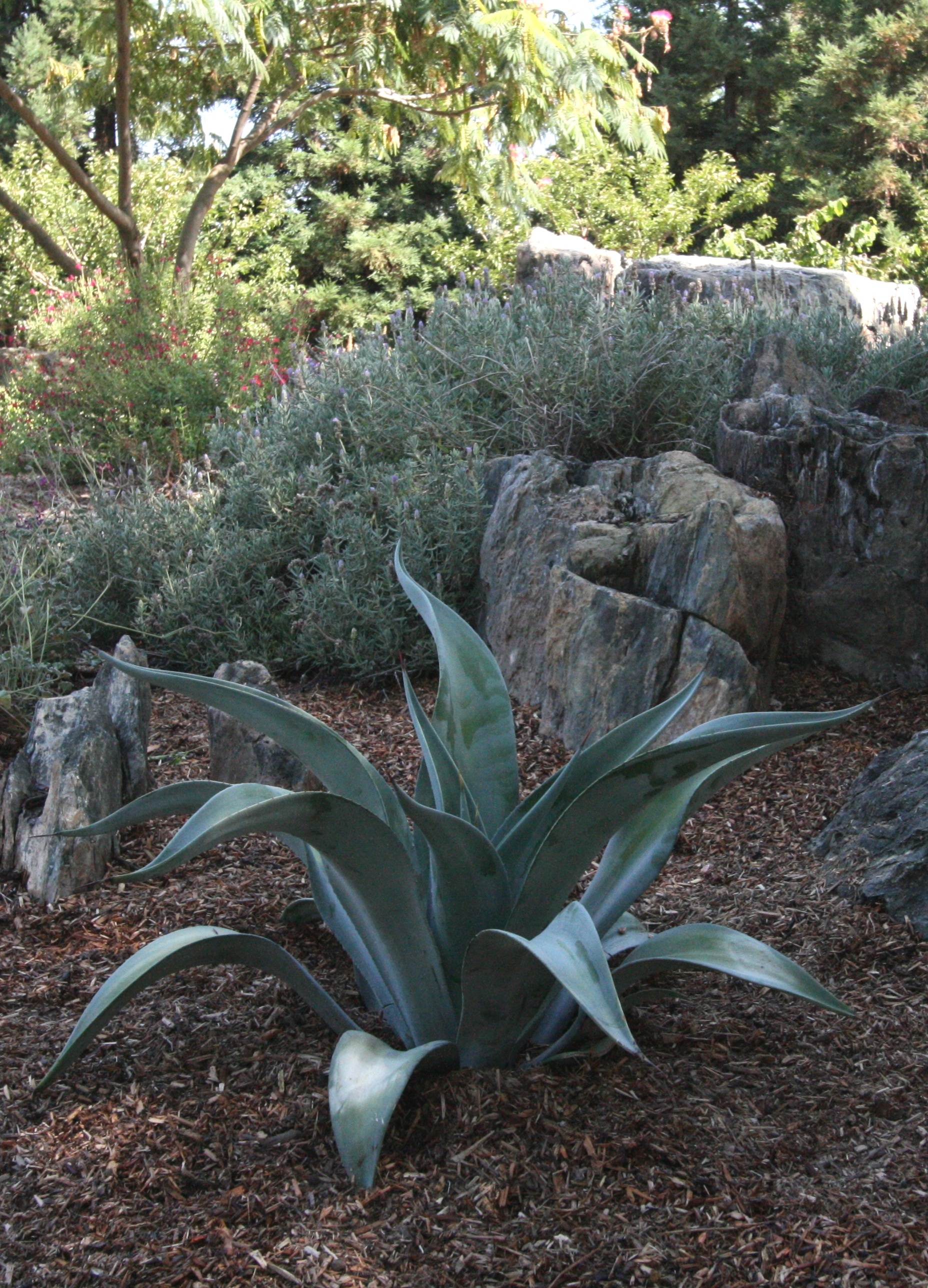 Weber's Agave, Agave weberi, Monrovia Plant