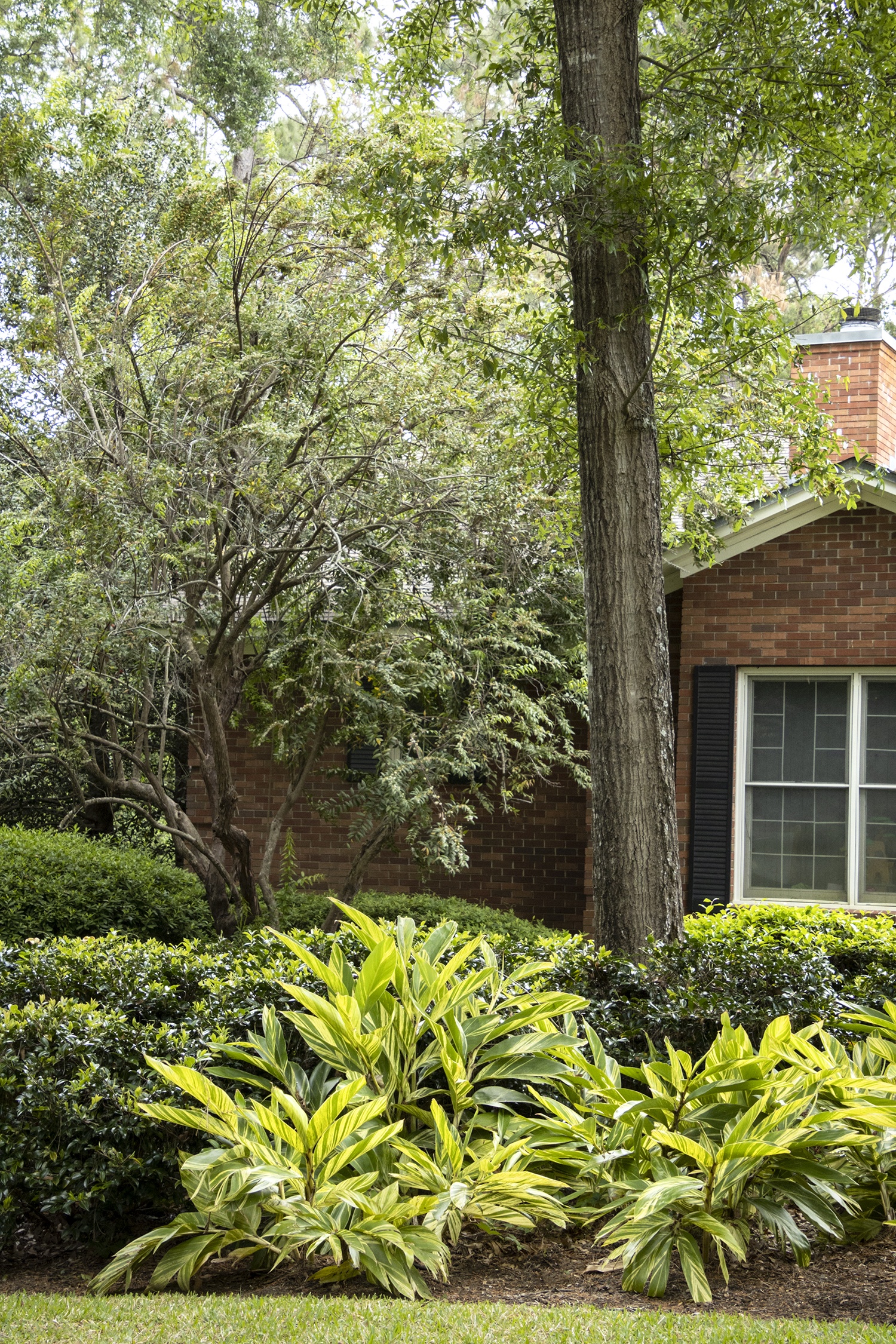 Variegated Shell Ginger, Alpinia zerumbet 'Variegata', Monrovia Plant