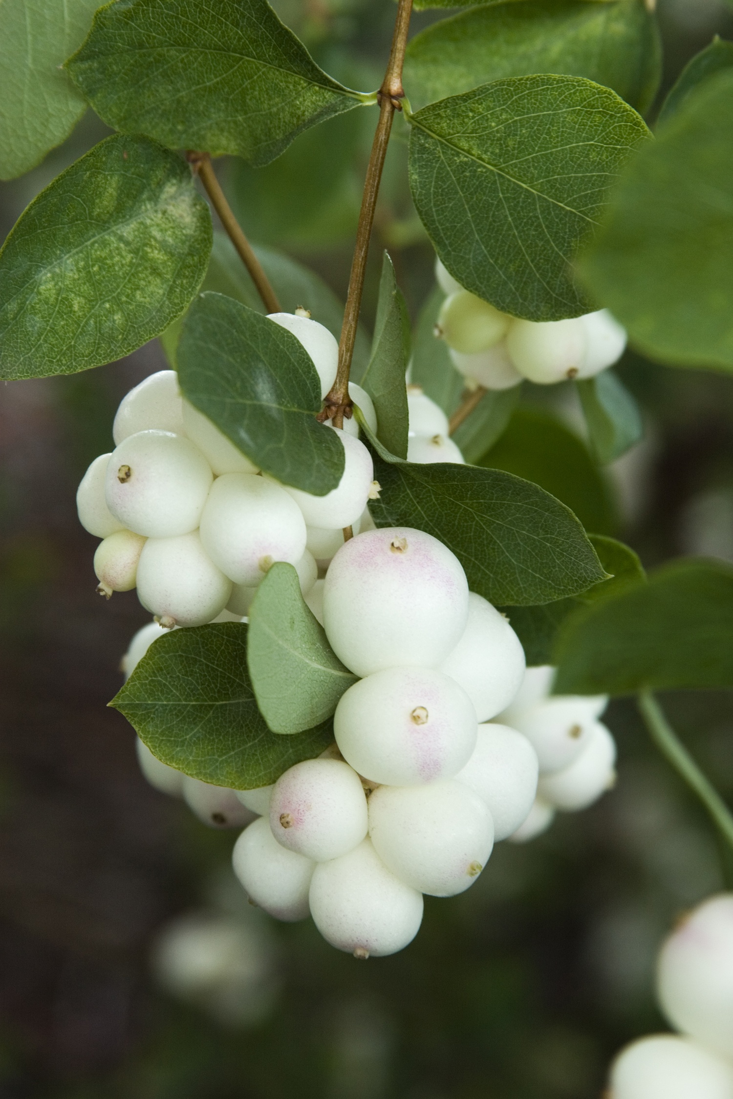Charming Fantasy™ Snowberry, Symphoricarpos hybrid 'Kolcharm'