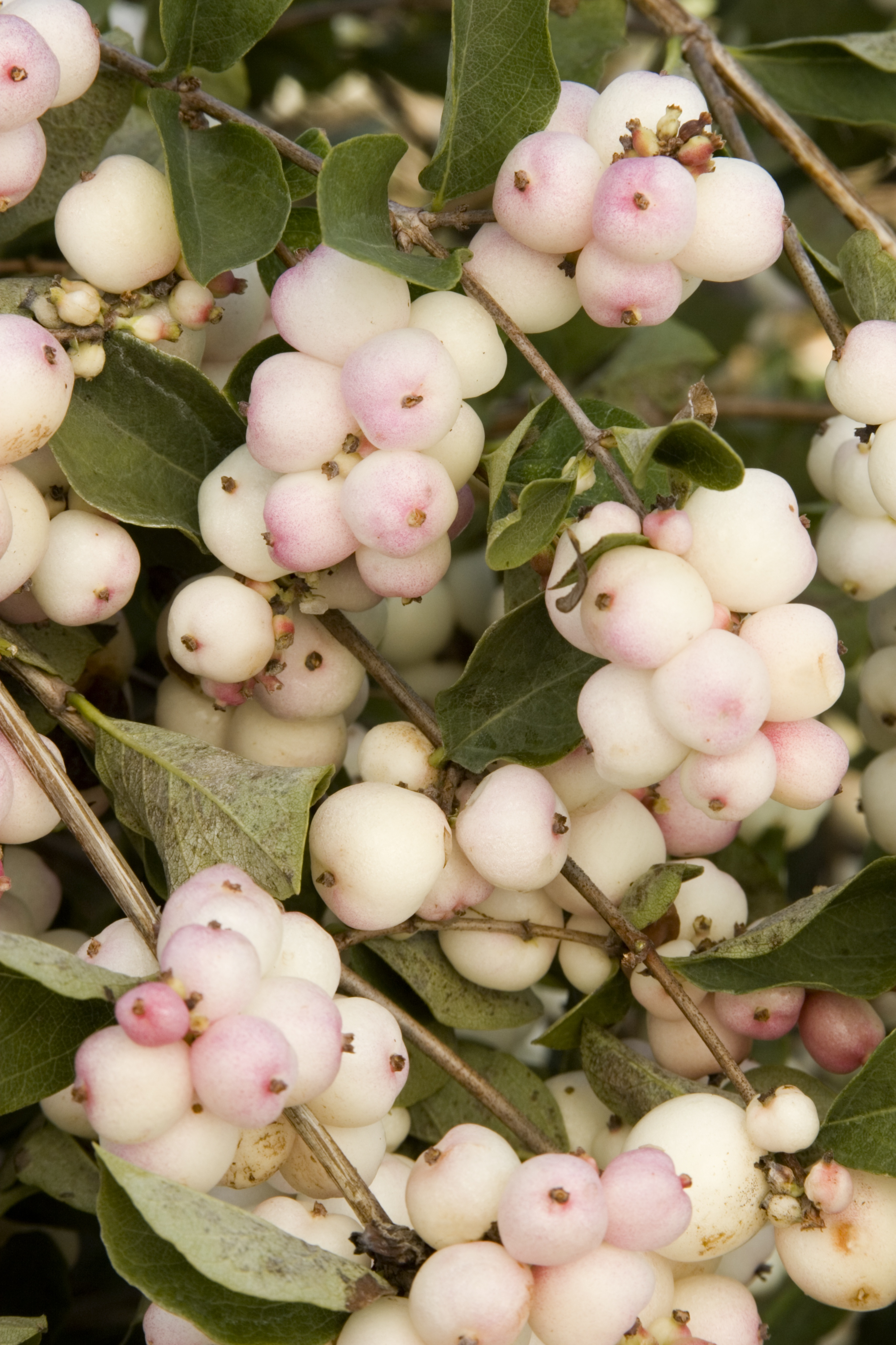 Charming Fantasy™ Snowberry, Symphoricarpos hybrid 'Kolcharm'