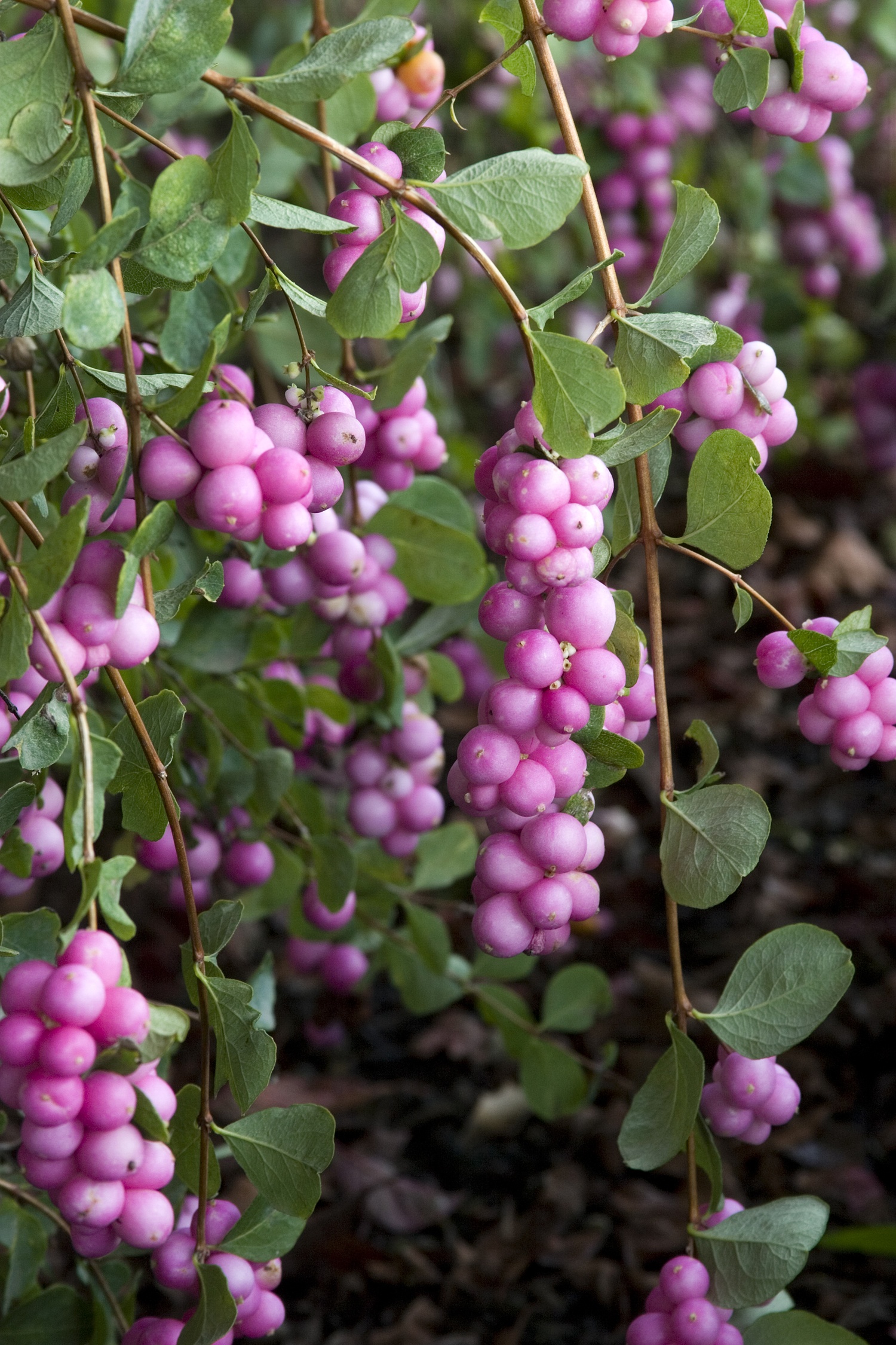 Scarlet Pearl Snowberry, Symphoricarpos hybrid 'Scarlet Pearl'