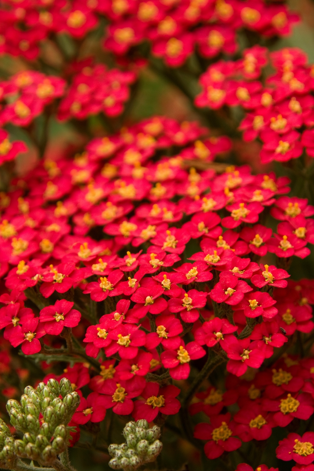 Paprika Common Yarrow, Achillea millefolium 'Paprika', Monrovia Plant