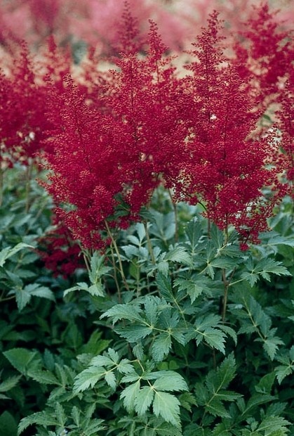 Montgomery Astilbe, Astilbe japonica 'Montgomery', Monrovia Plant