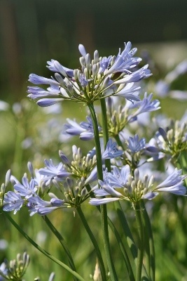 Dwarf Agapanthus, Agapanthus africanus 'Peter Pan', Monrovia Plant