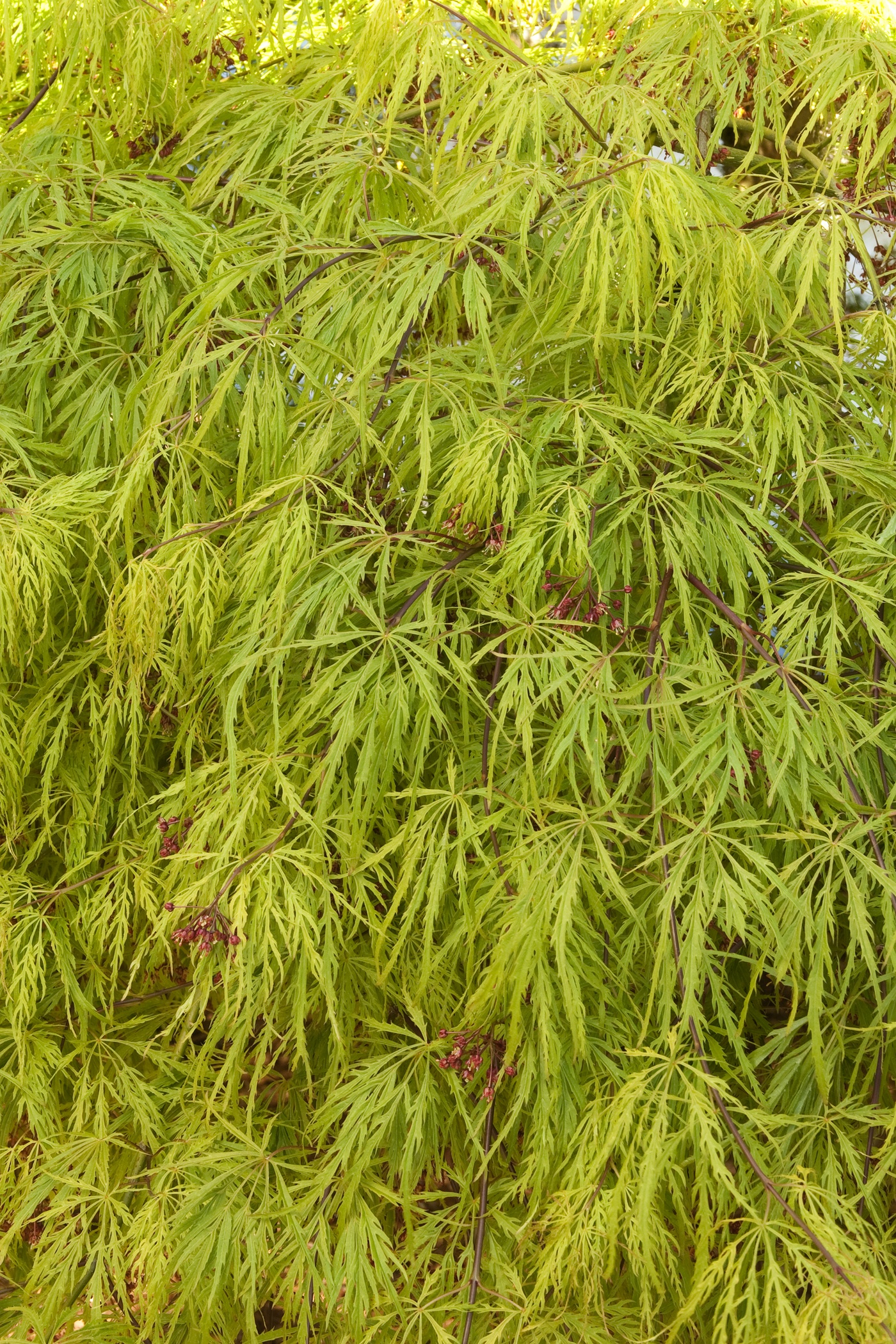 Waterfall Japanese Maple, Acer palmatum var. dissectum 'Waterfall'