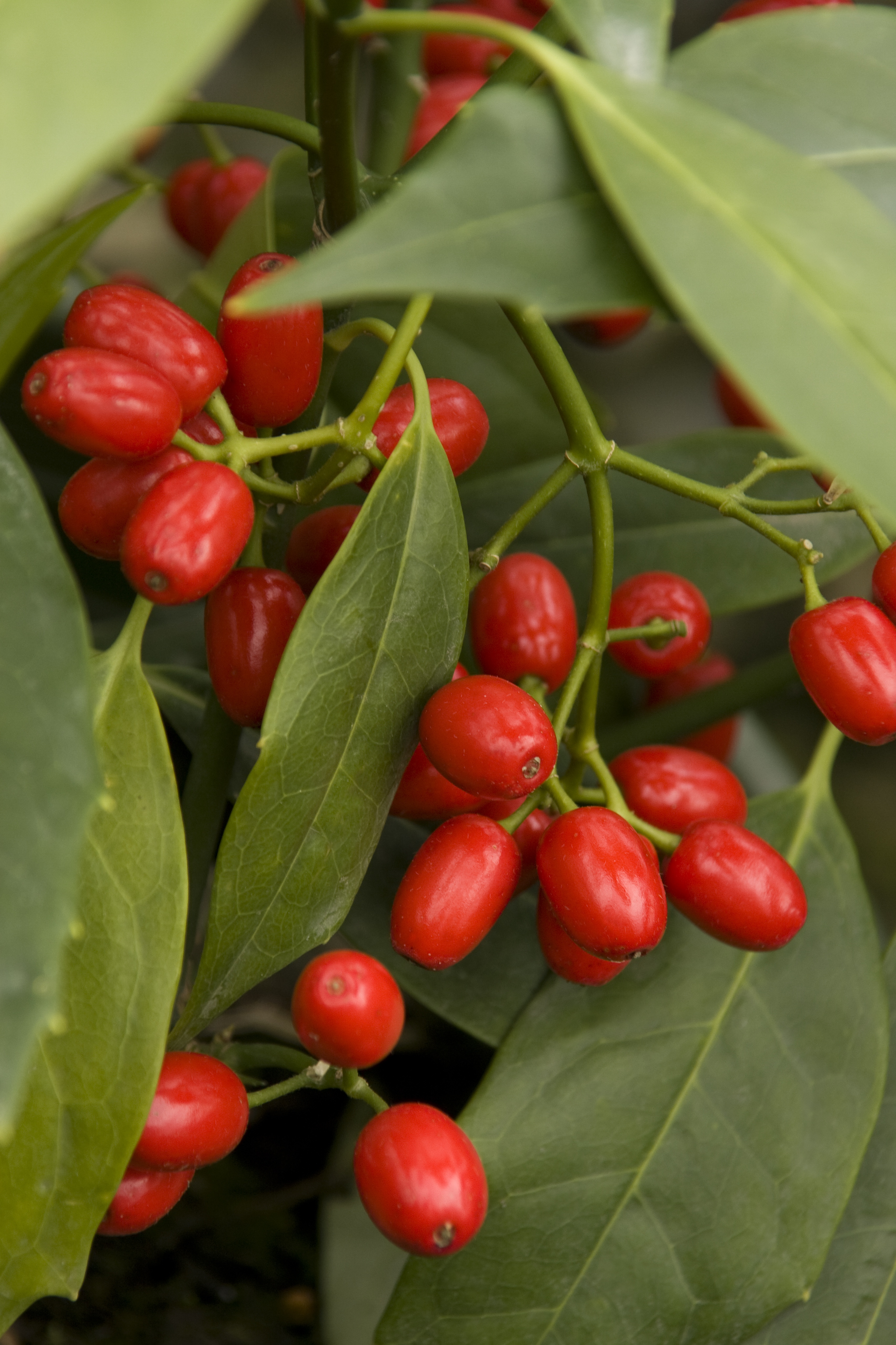 Sawtoothed Japanese Aucuba, Aucuba japonica 'Serratifolia', Monrovia Plant