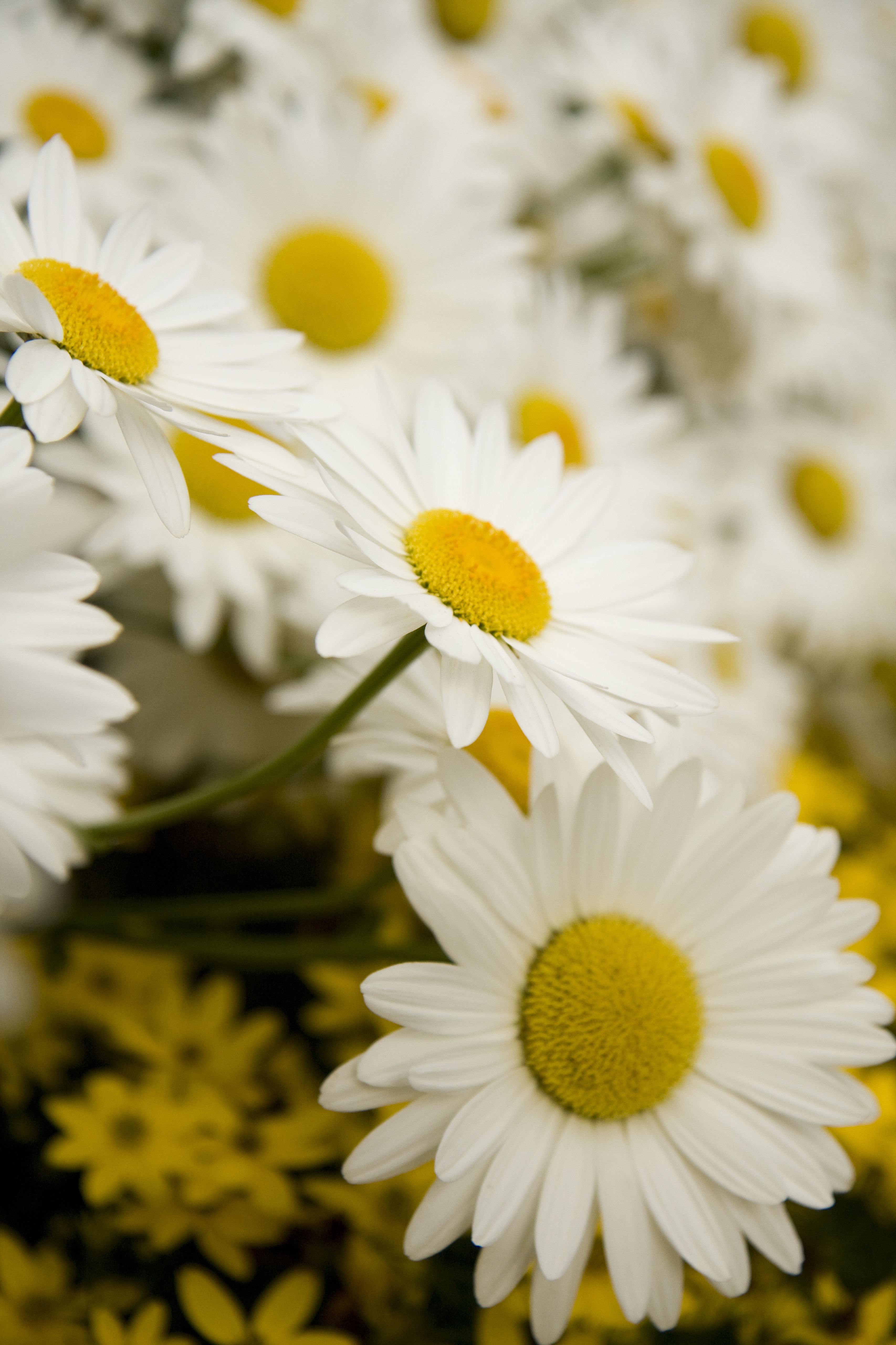 Snowcap Shasta Daisy, Chrysanthemum x superbum 'Snowcap' (Leucanthemum)