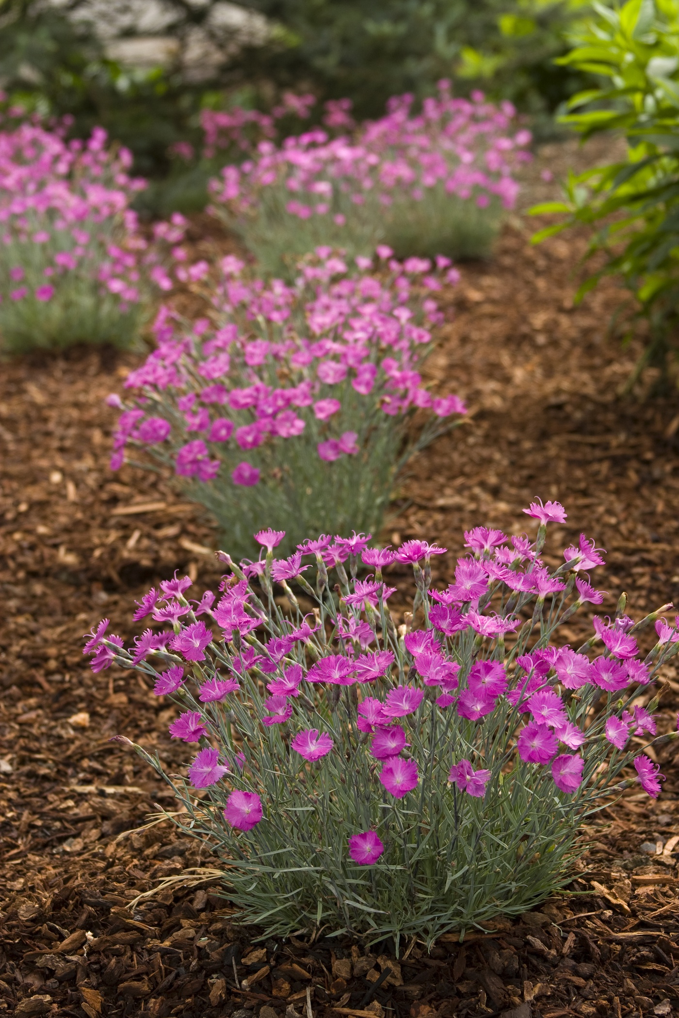 Firewitch Dianthus, Dianthus gratianopolitanus 'Firewitch', Monrovia Plant
