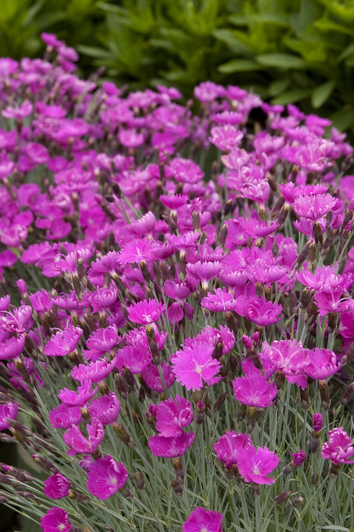Firewitch Dianthus, Dianthus gratianopolitanus 'Firewitch', Monrovia Plant
