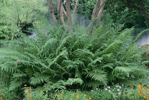 Southern Wood Fern, Thelypteris normalis, Monrovia Plant