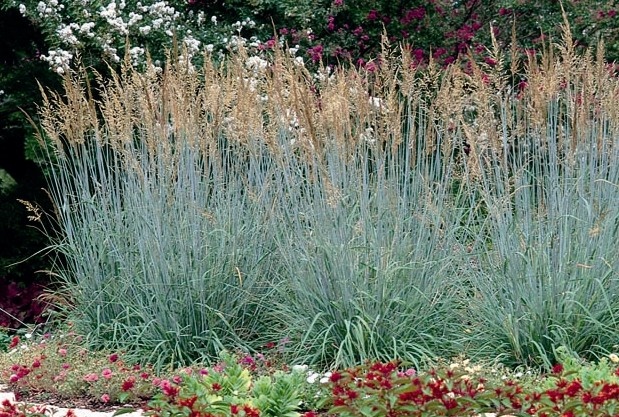Sioux Blue Indian Grass, Sorghastrum nutans 'Sioux Blue', Monrovia Plant