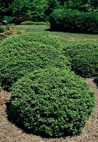 Soft Touch Compact Japanese Holly, Ilex crenata 'Soft Touch'