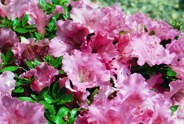 Gumpo Pink Azalea, Azalea x 'Gumpo Pink' (Satsuki hybrid), Monrovia Plant