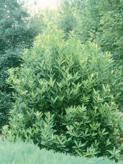 Yellow Anise Tree, Illicium parviflorum, Monrovia Plant