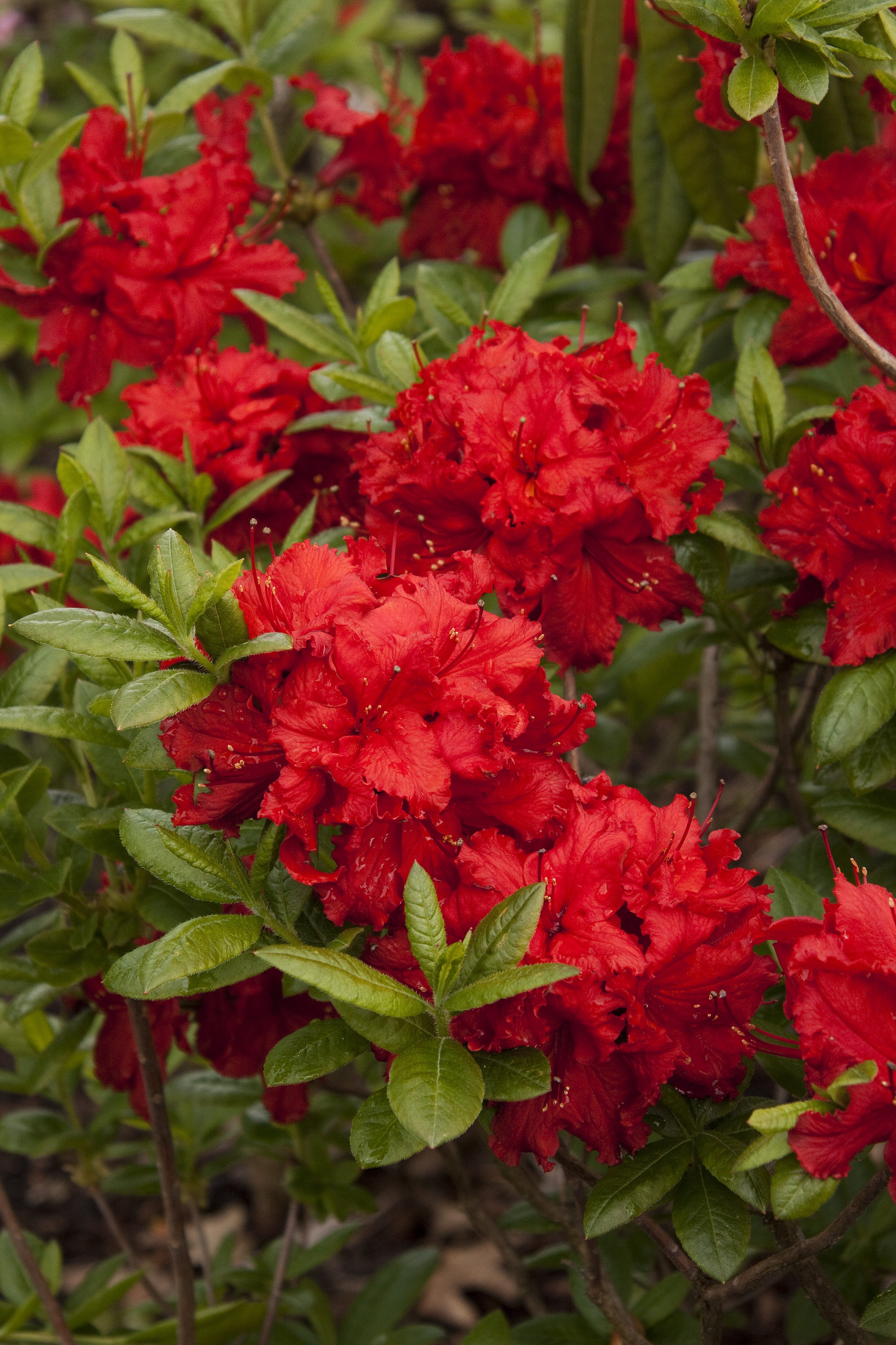Red Sunset Azalea, Azalea x 'Red Sunset' (Exbury hybrid), Monrovia Plant