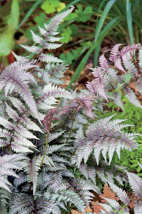 Regal Red Japanese Painted Fern, Athyrium niponicum 'Regal Red'