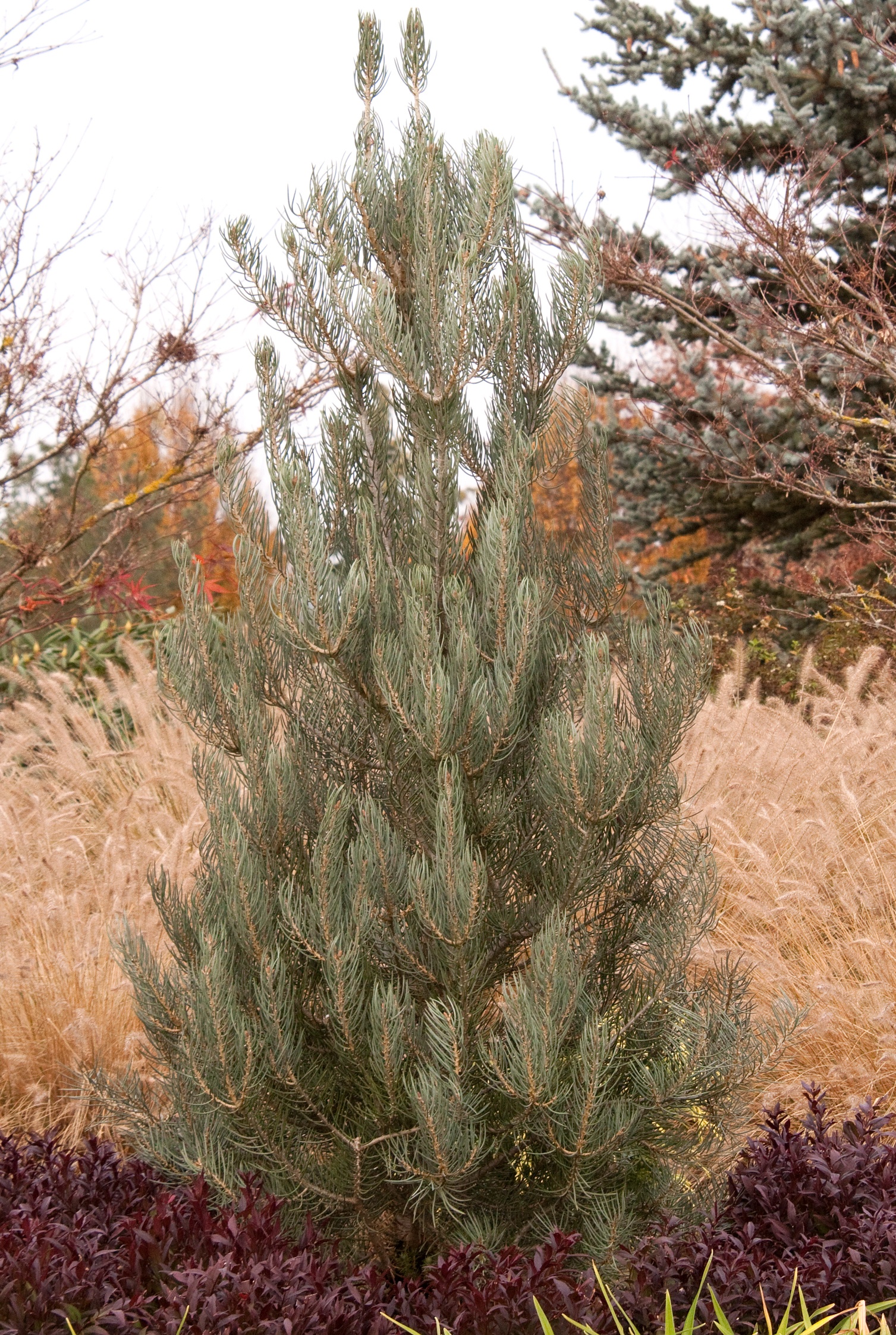 Singleleaf Pinyon, Pinus monophylla, Monrovia Plant